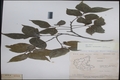 Herbarium JCB