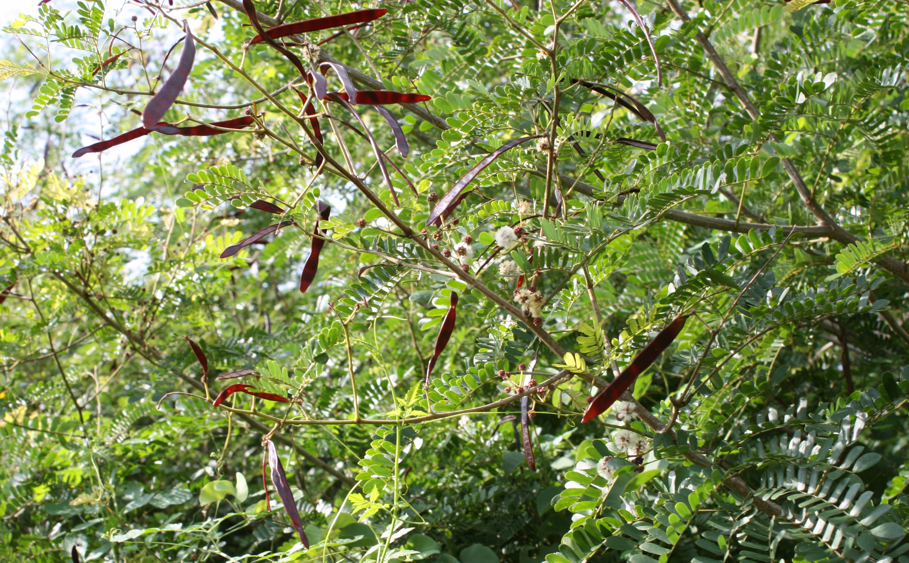 Herbarium JCB