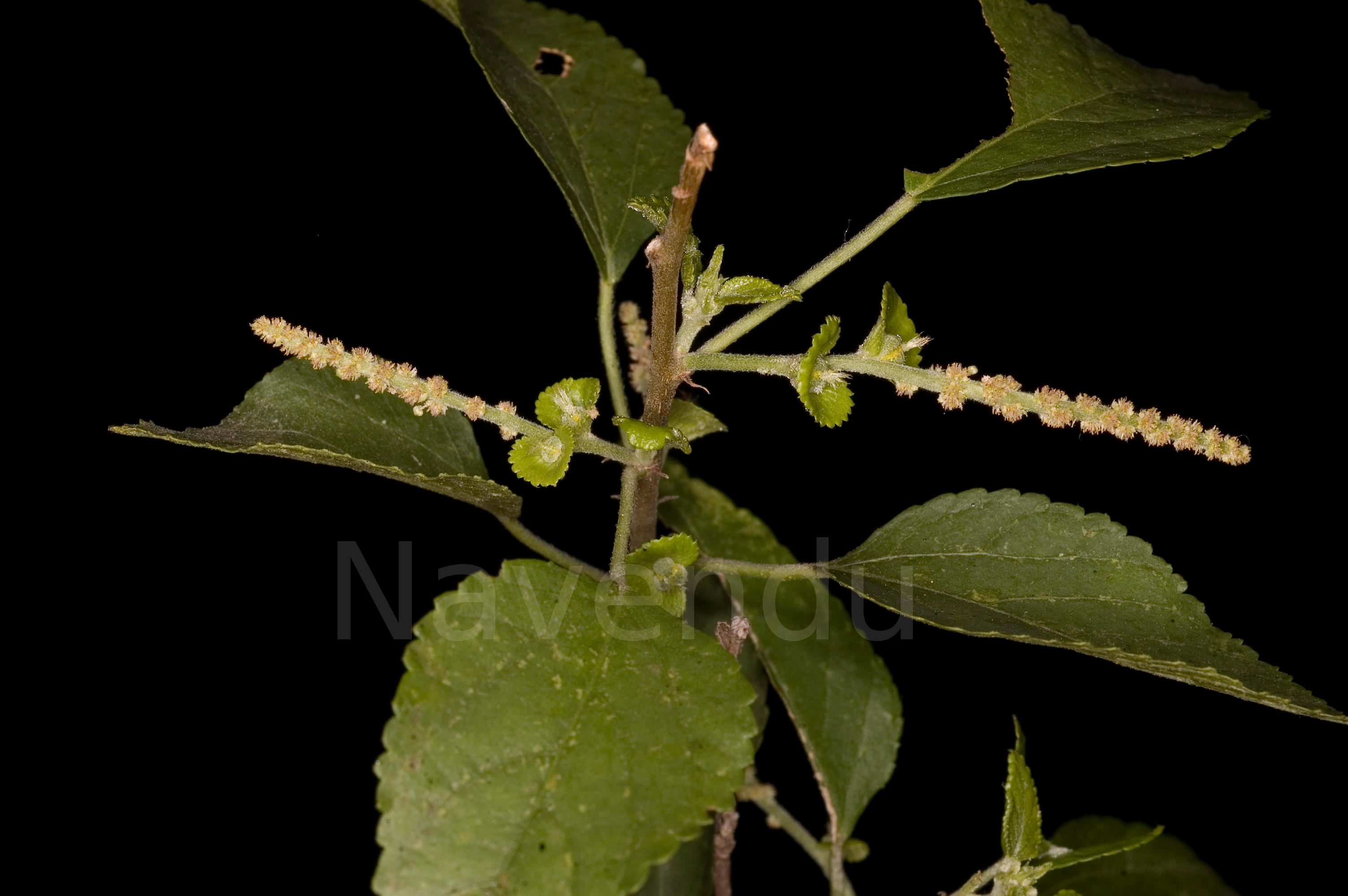 Herbarium JCB