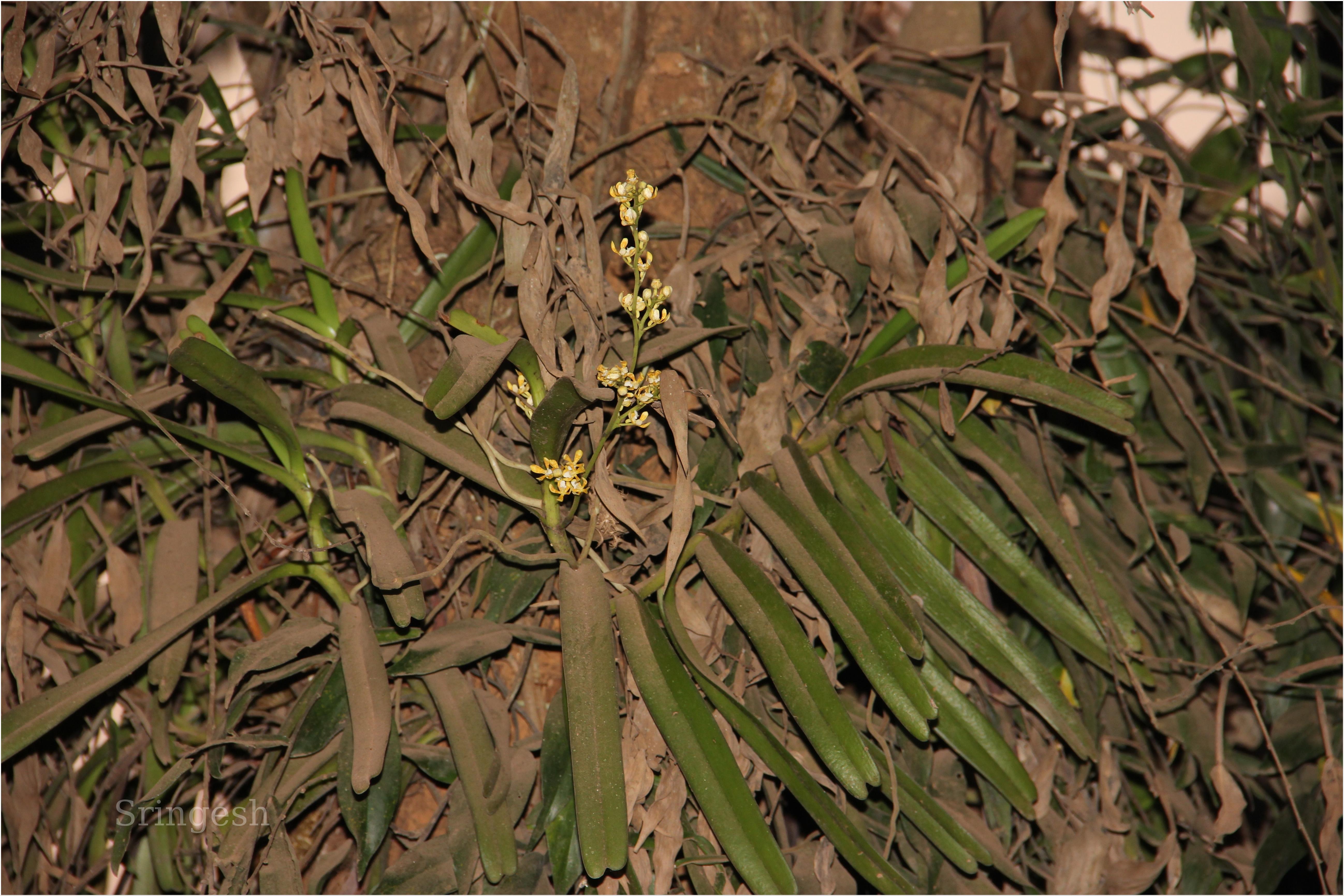Herbarium JCB