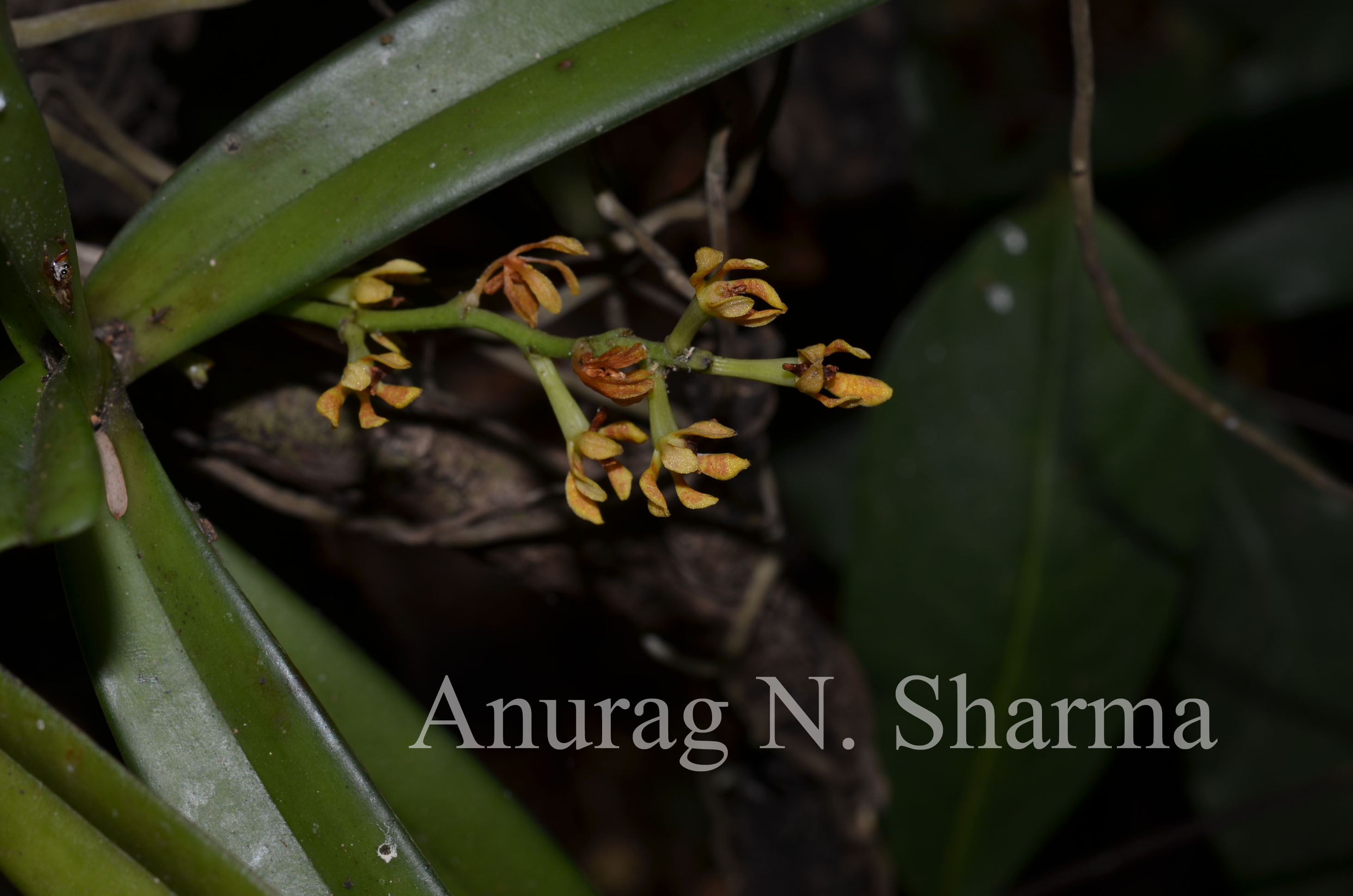 Herbarium JCB
