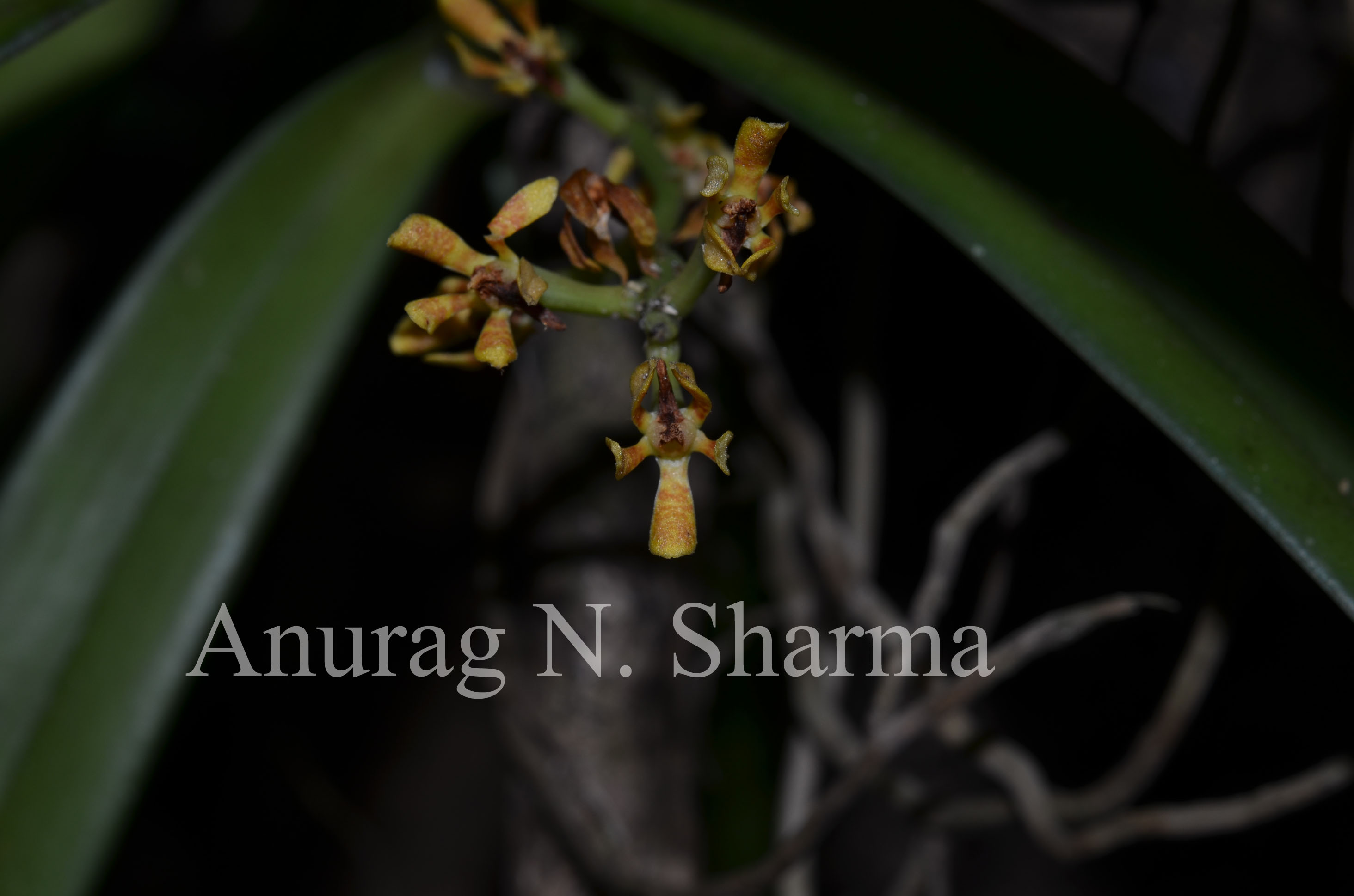 Herbarium JCB