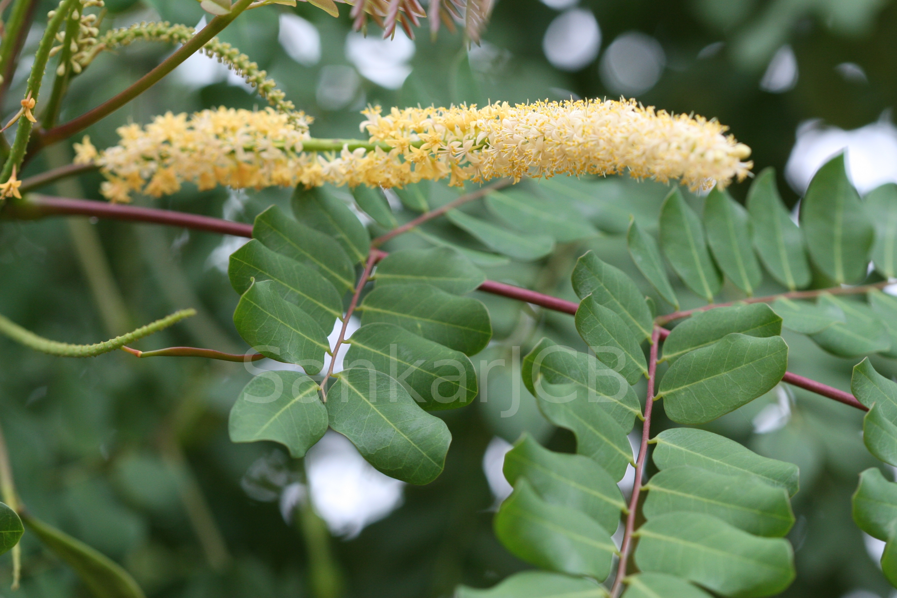 Herbarium JCB