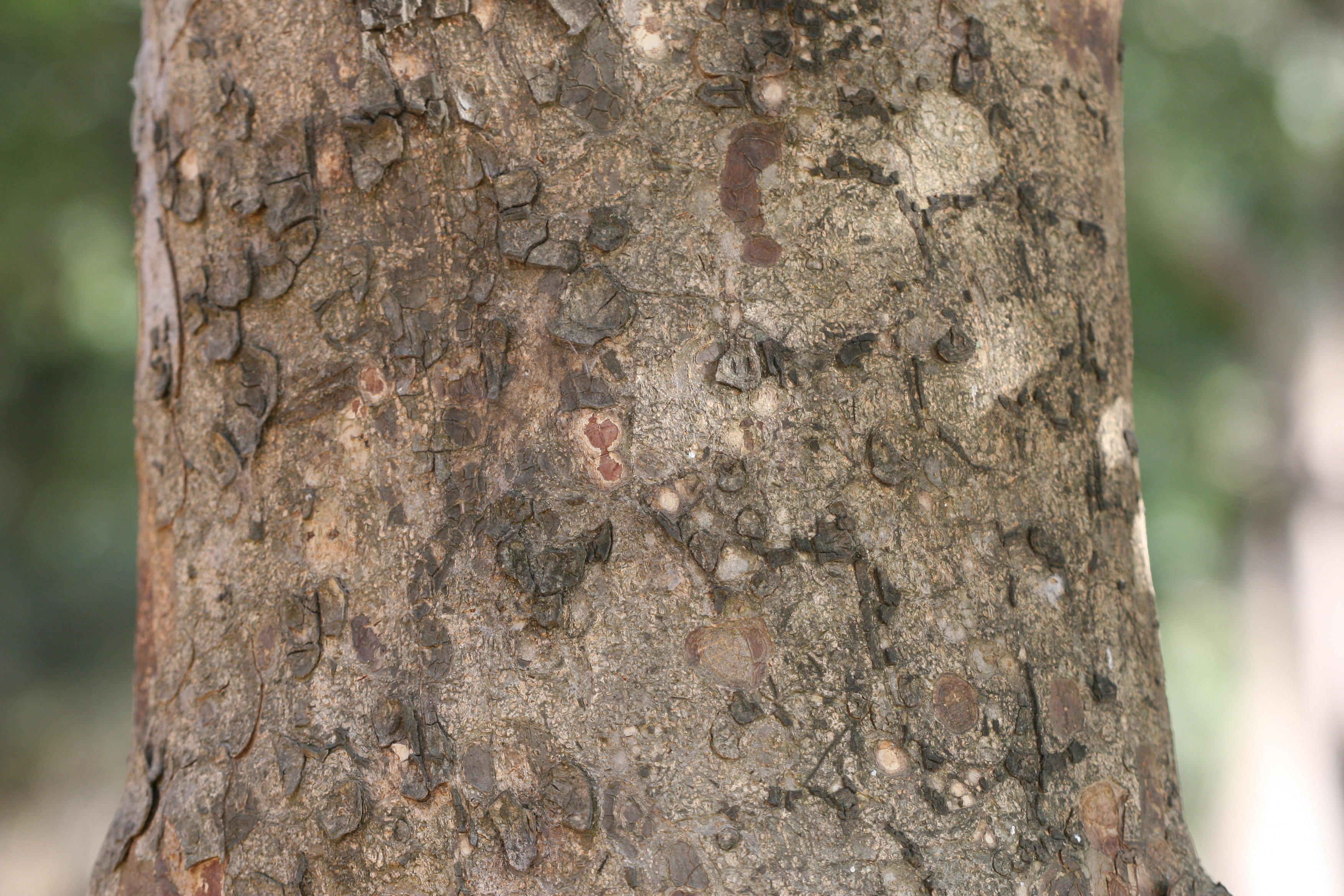 Herbarium JCB