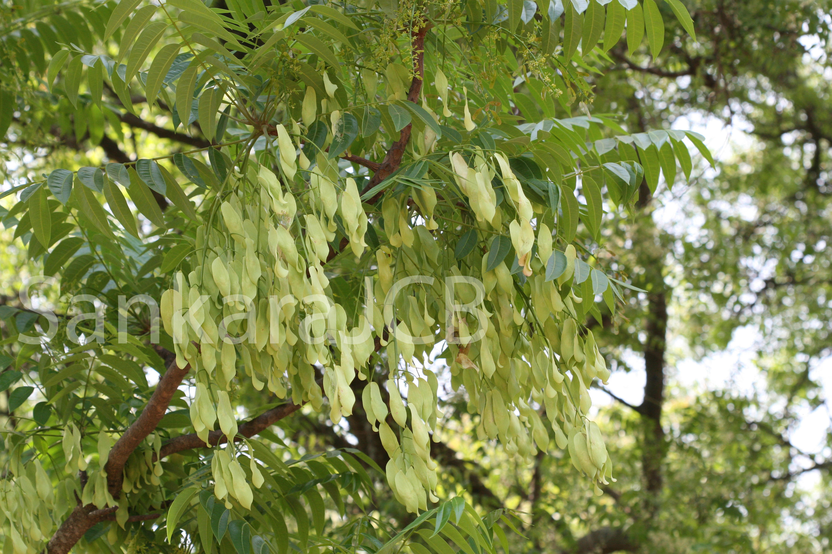 Herbarium JCB