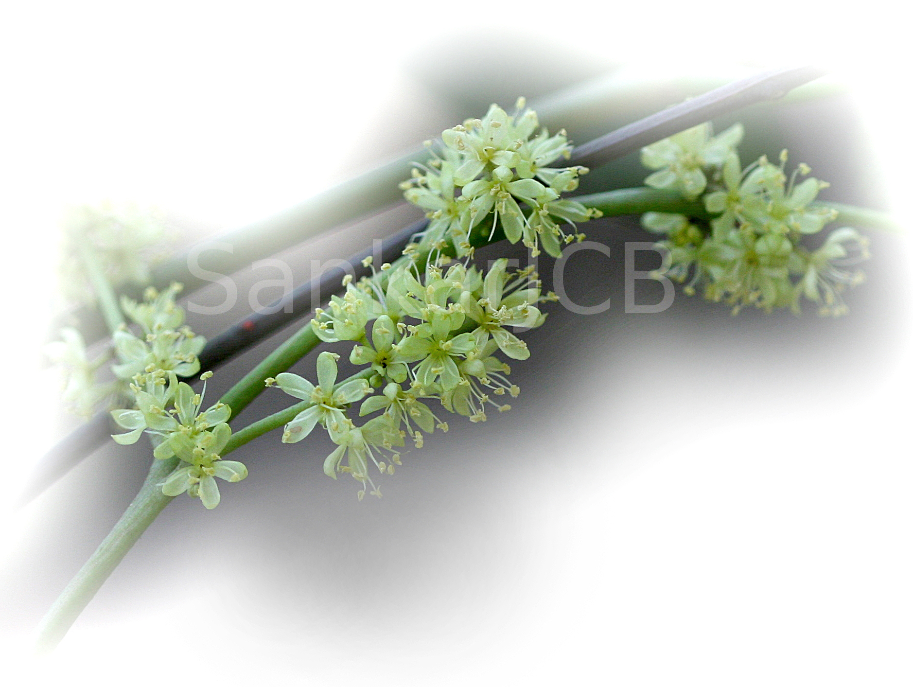 Herbarium JCB