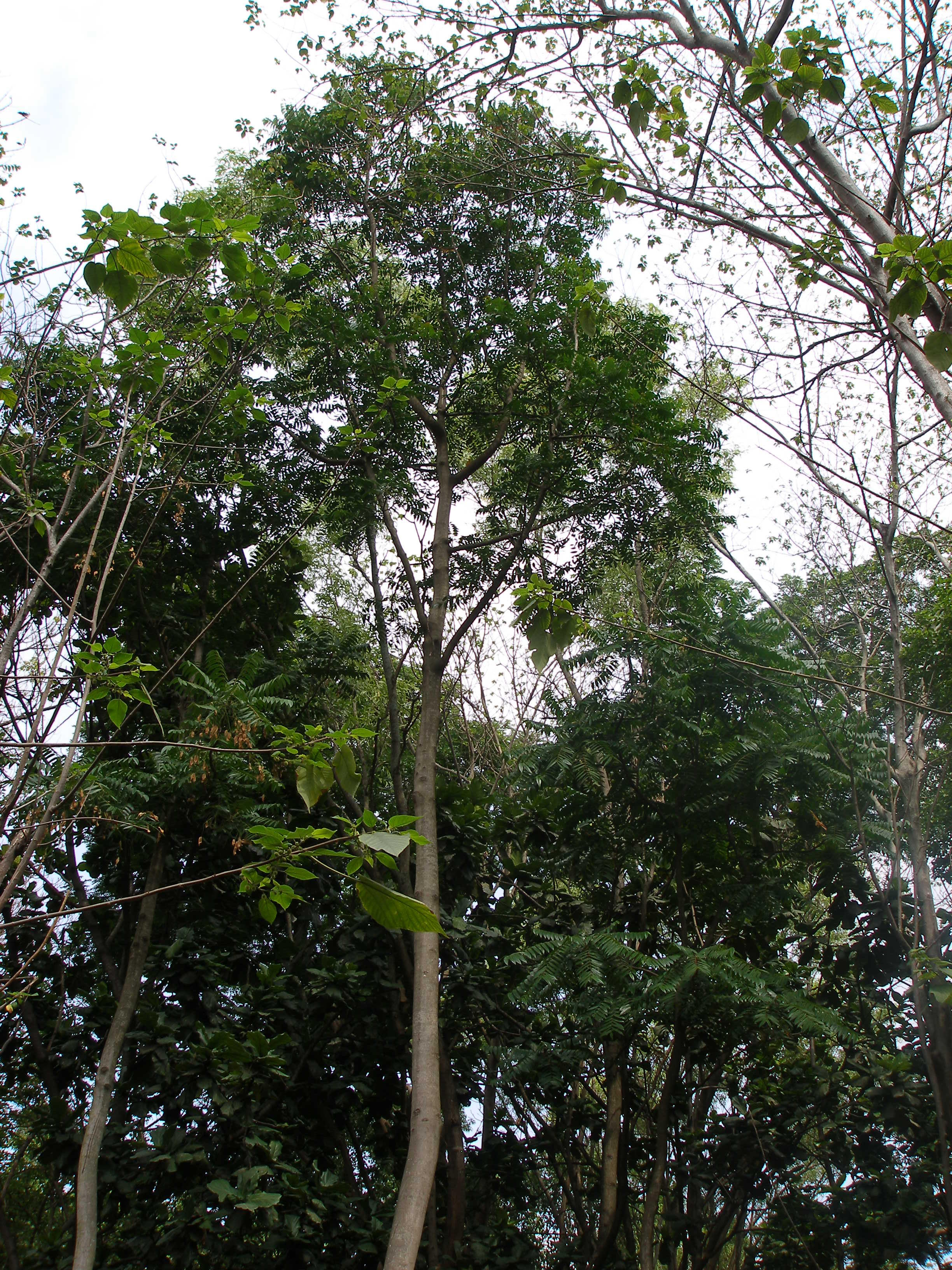 Herbarium JCB
