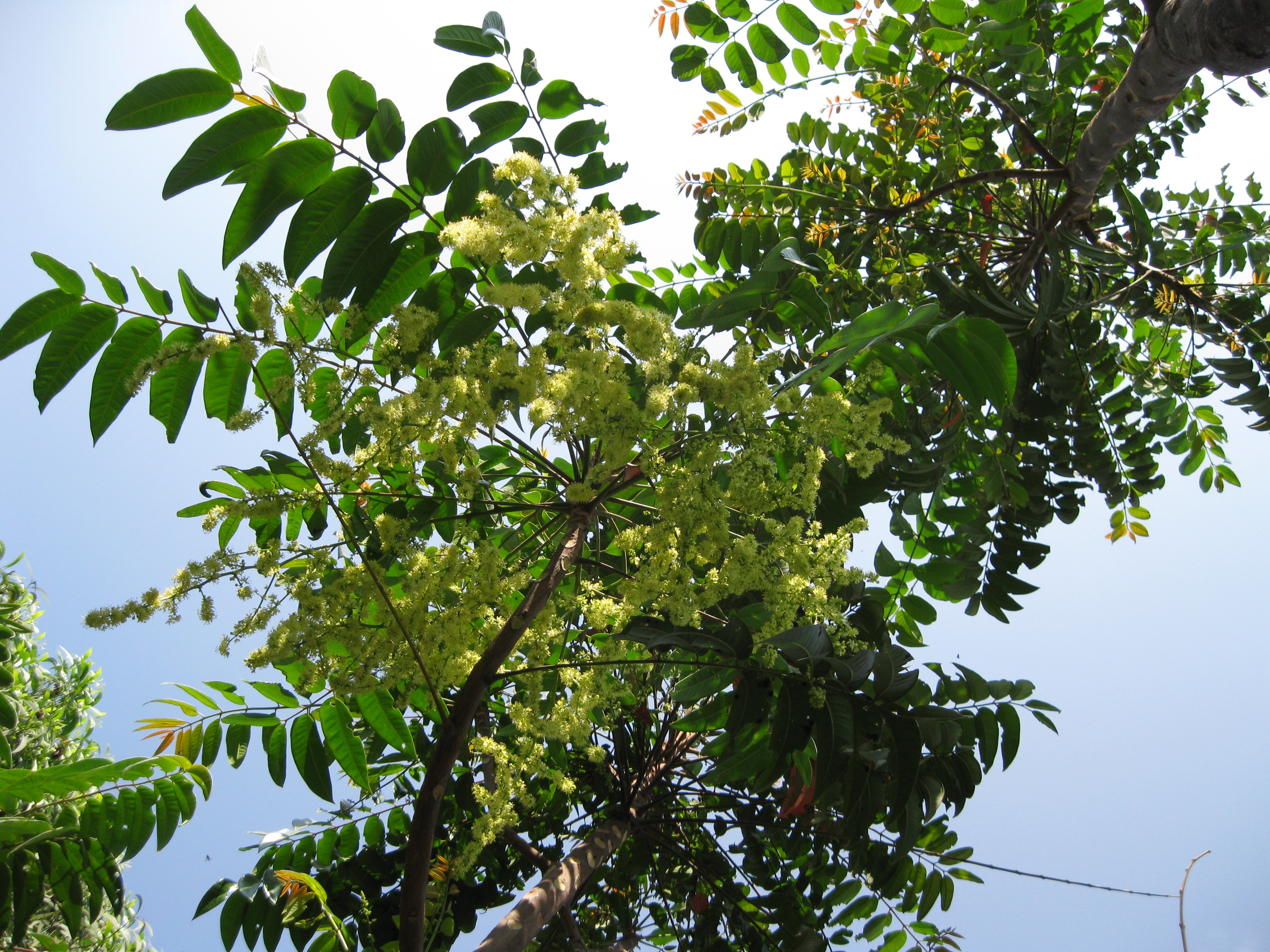 Herbarium JCB