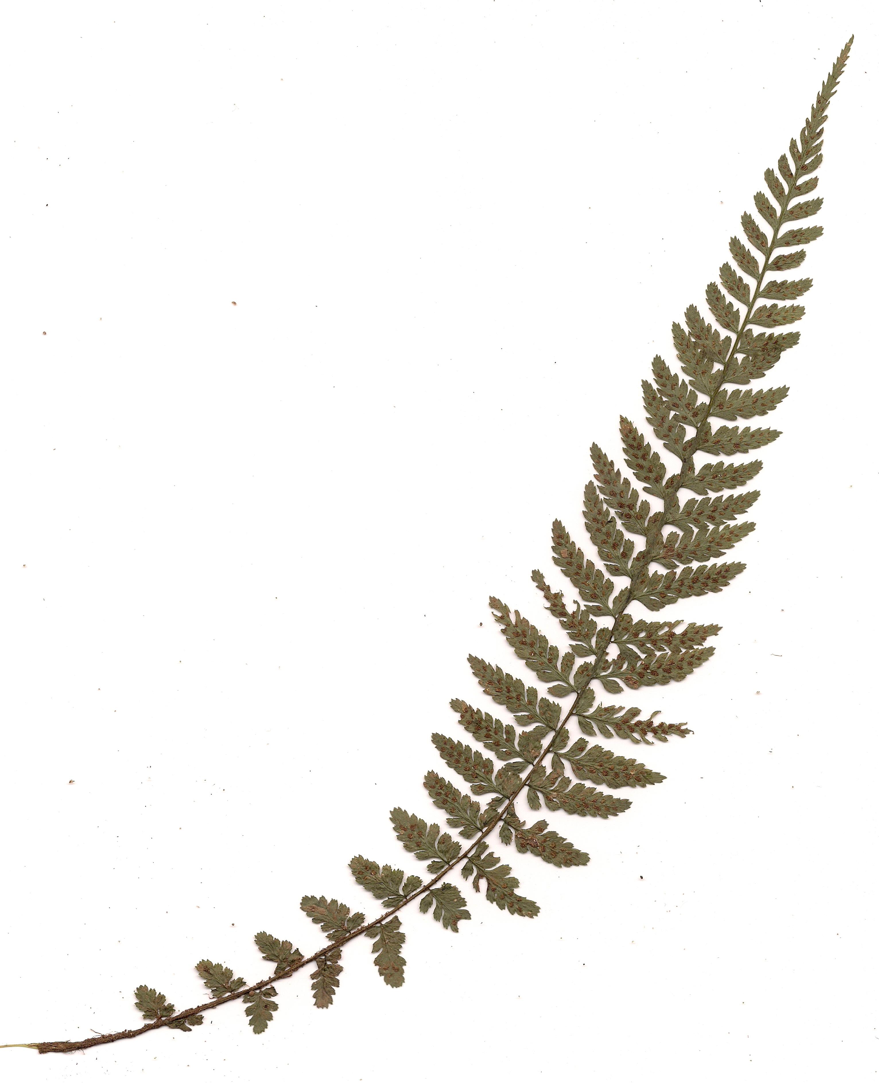 Herbarium JCB