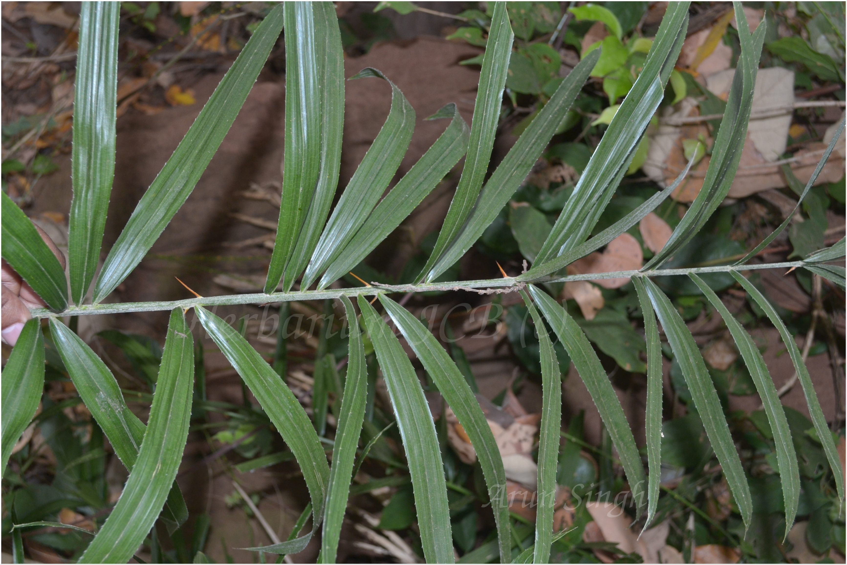 Herbarium JCB