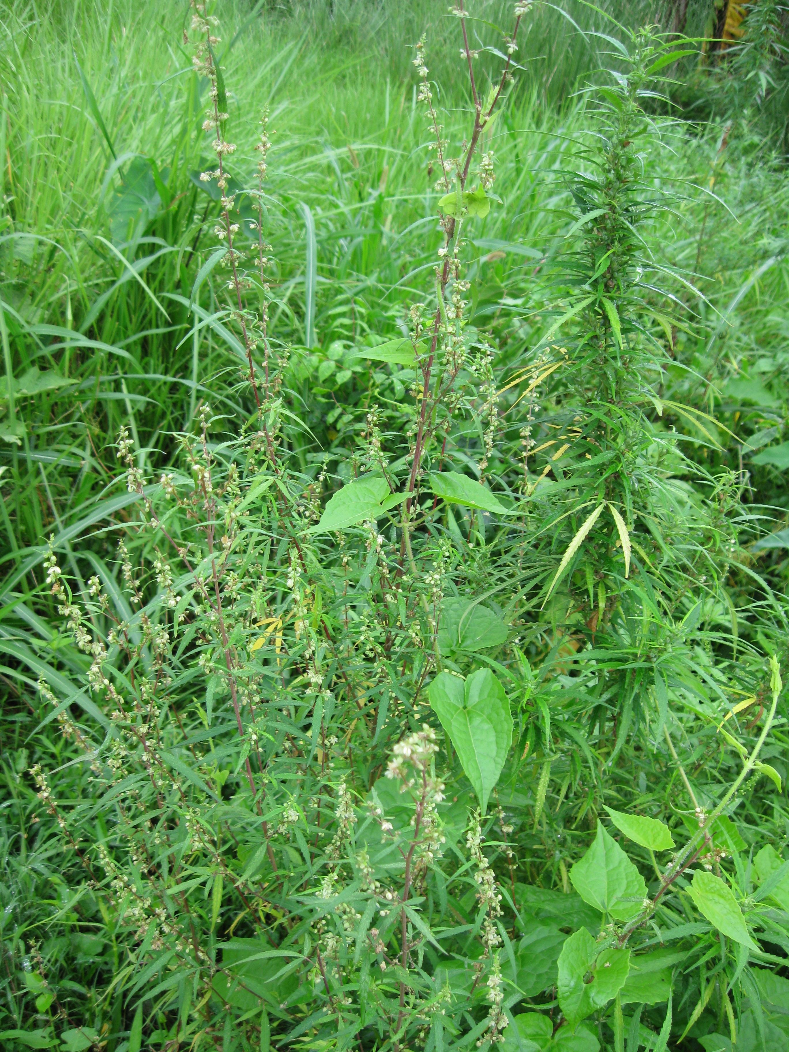 Herbarium JCB