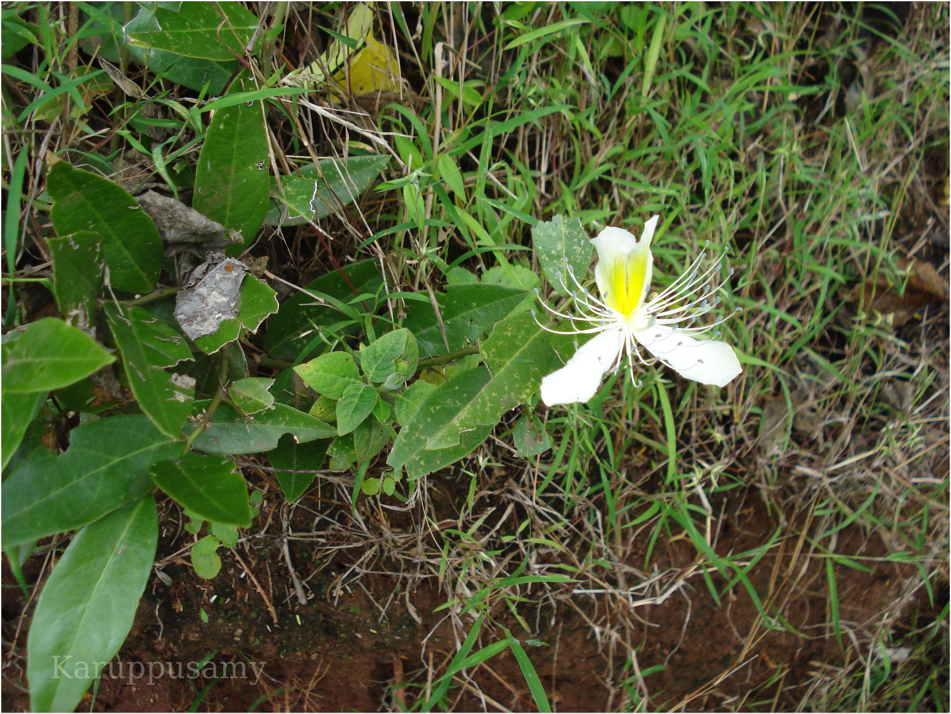 Herbarium JCB