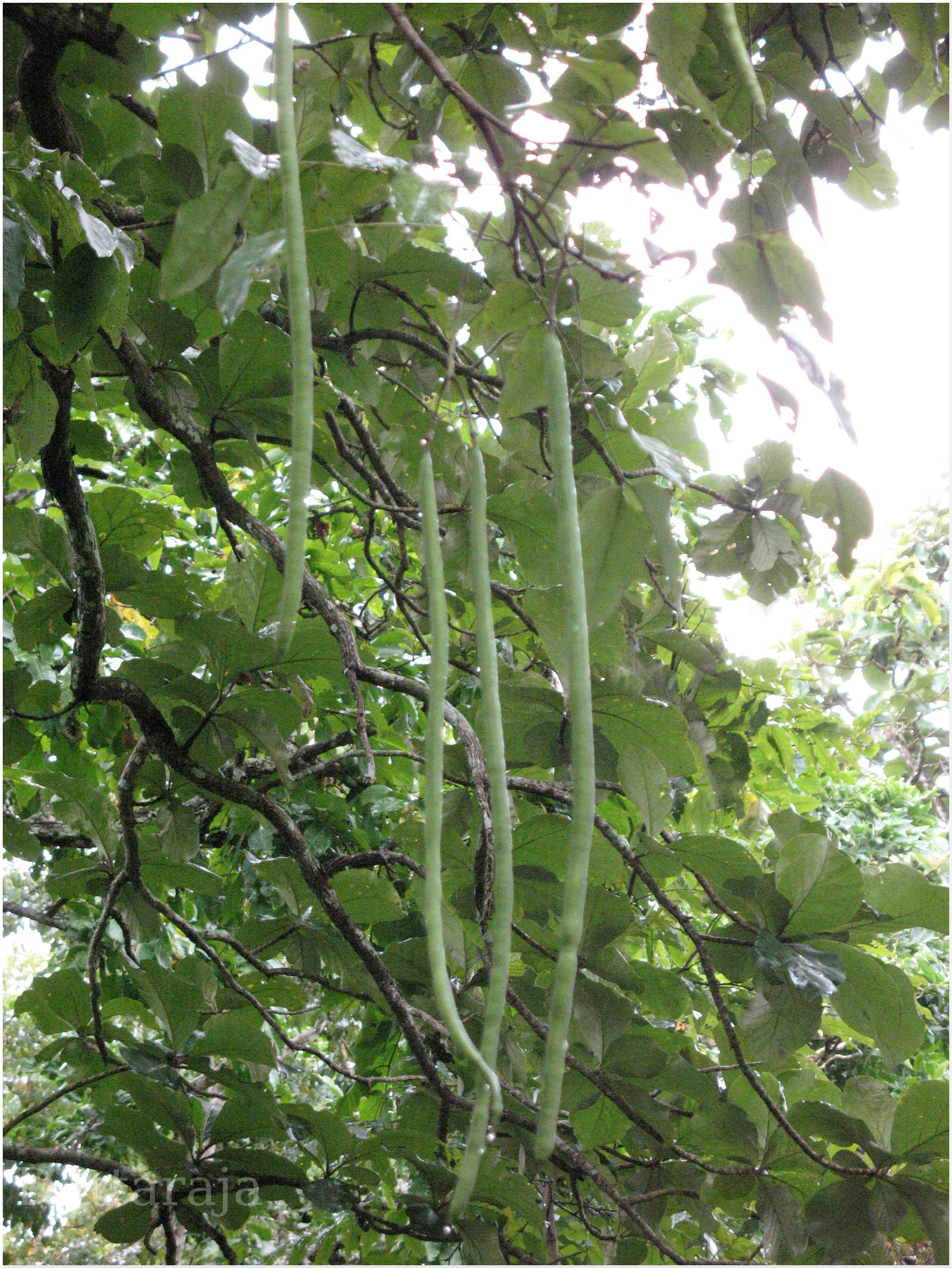 Herbarium JCB