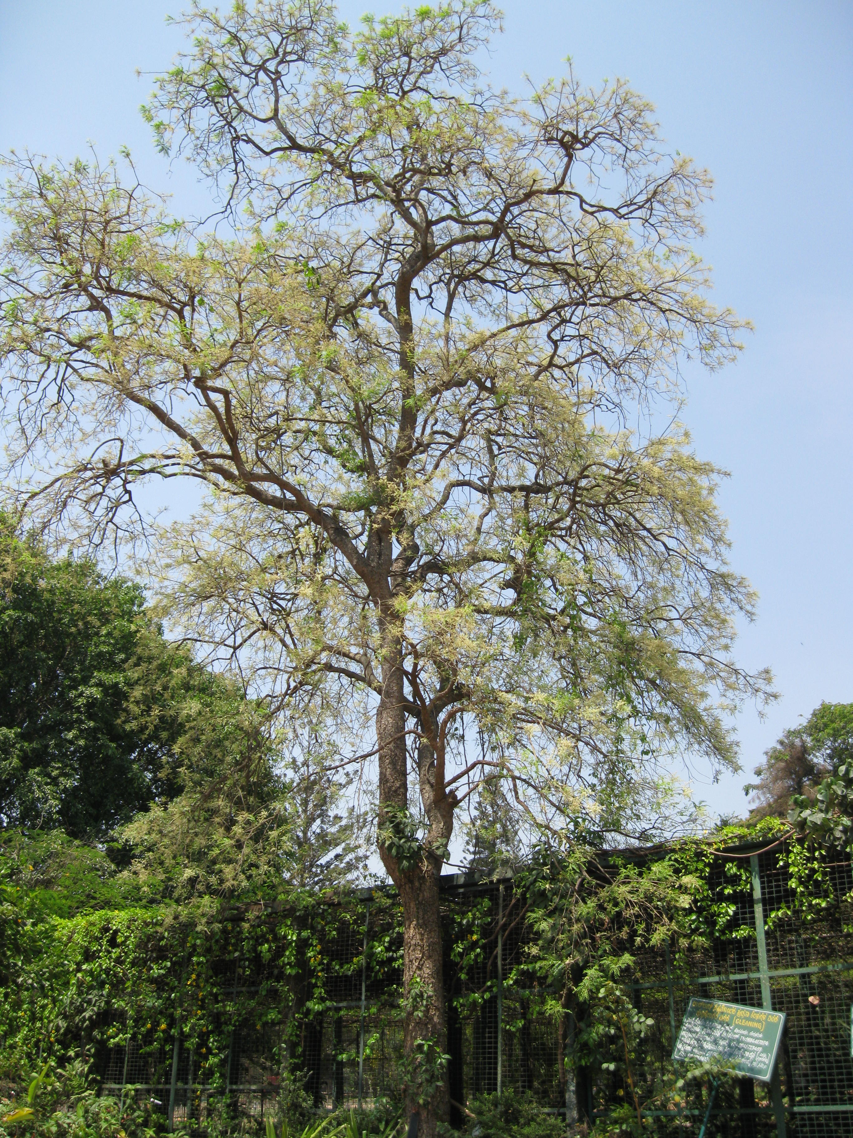 Herbarium JCB