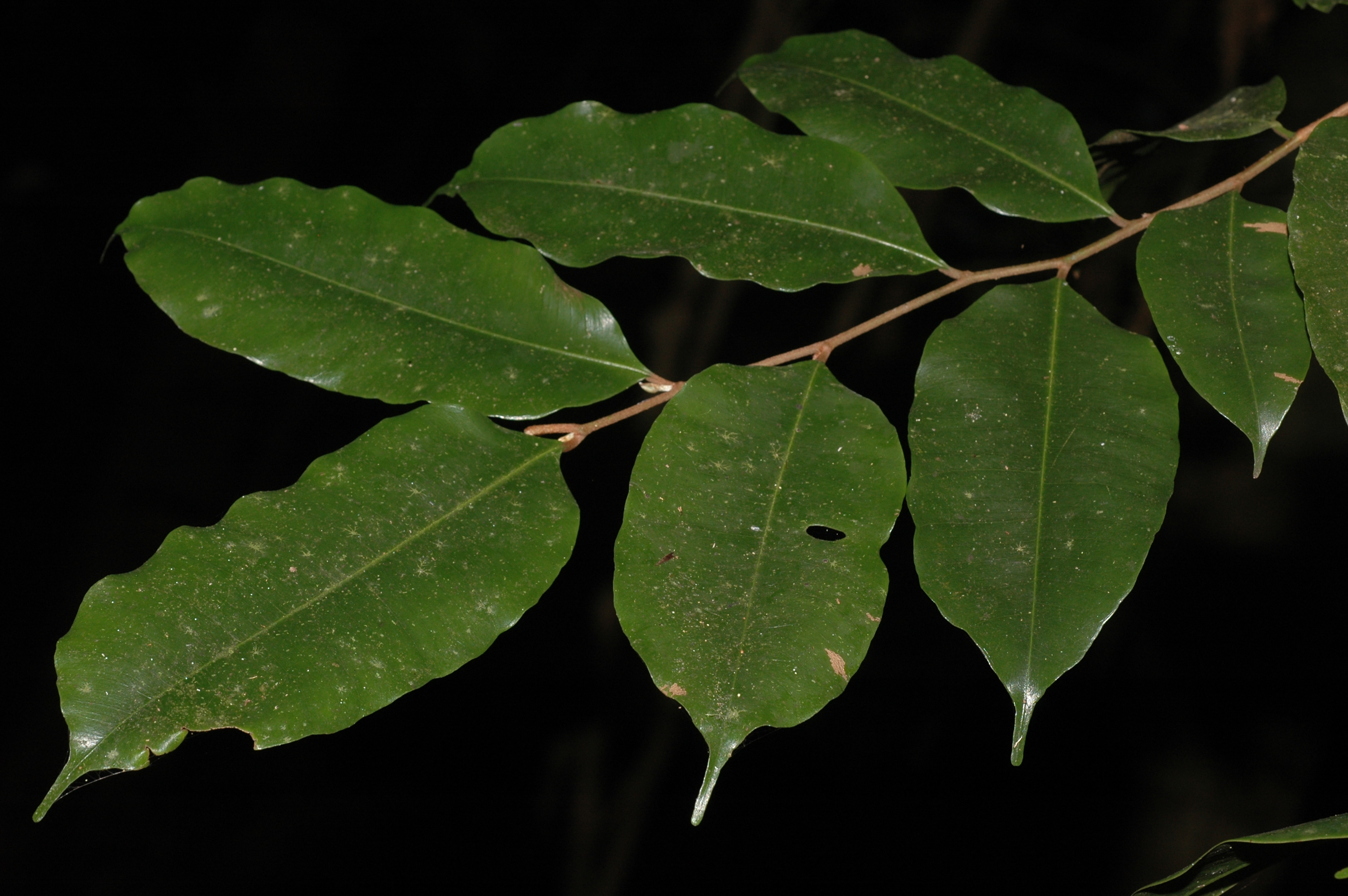 Herbarium JCB