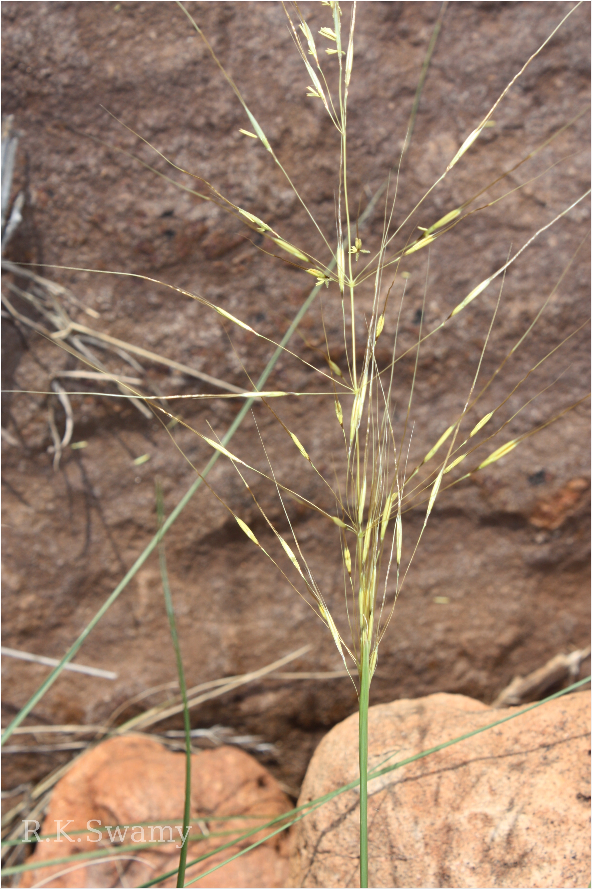 Herbarium JCB