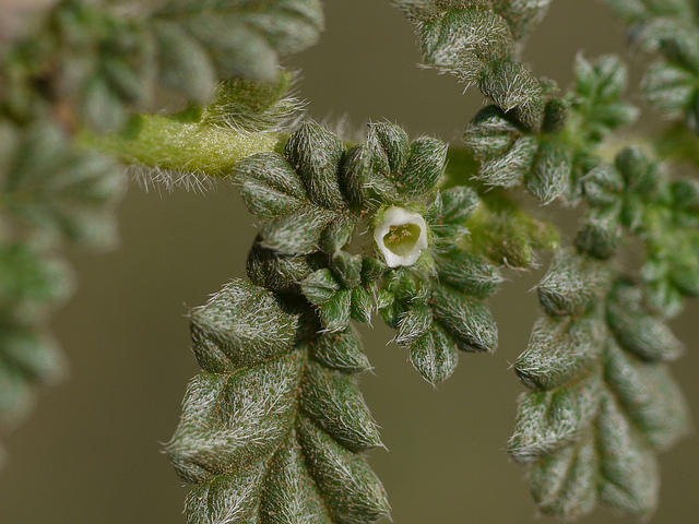 Herbarium JCB