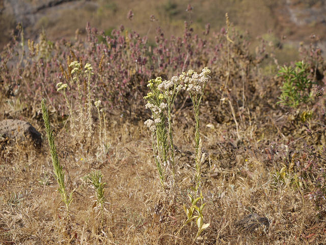 Herbarium JCB