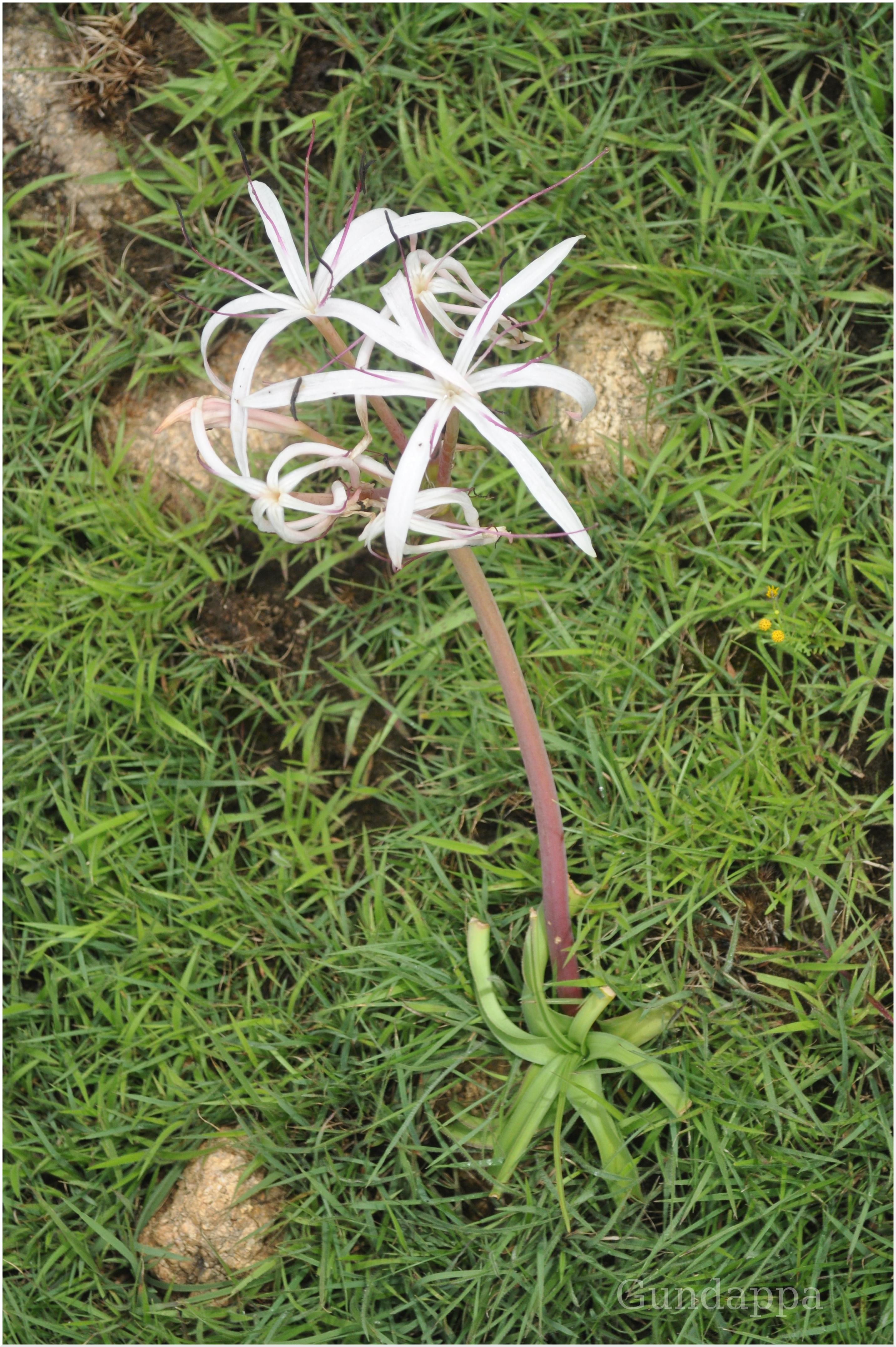 Herbarium JCB