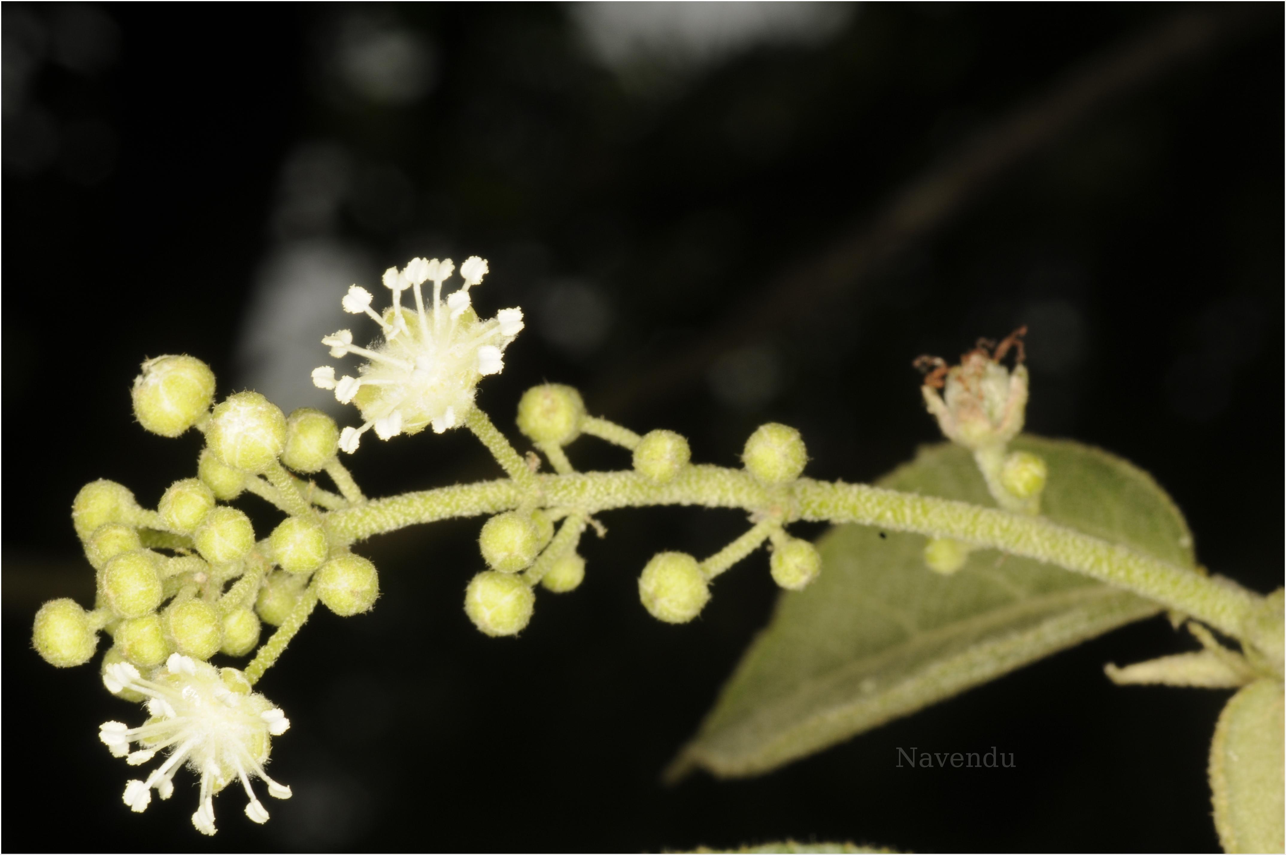 Herbarium JCB