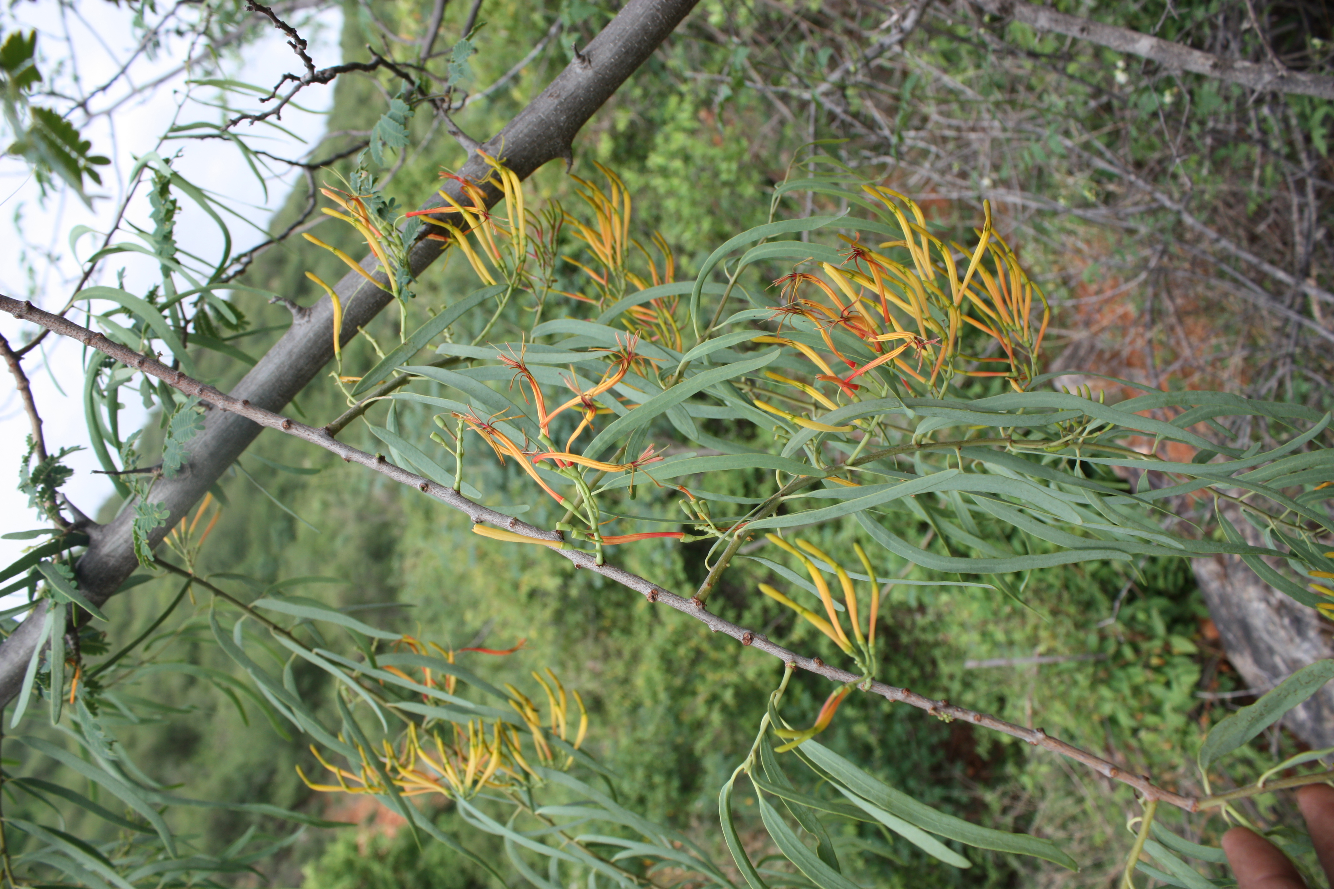 Herbarium JCB