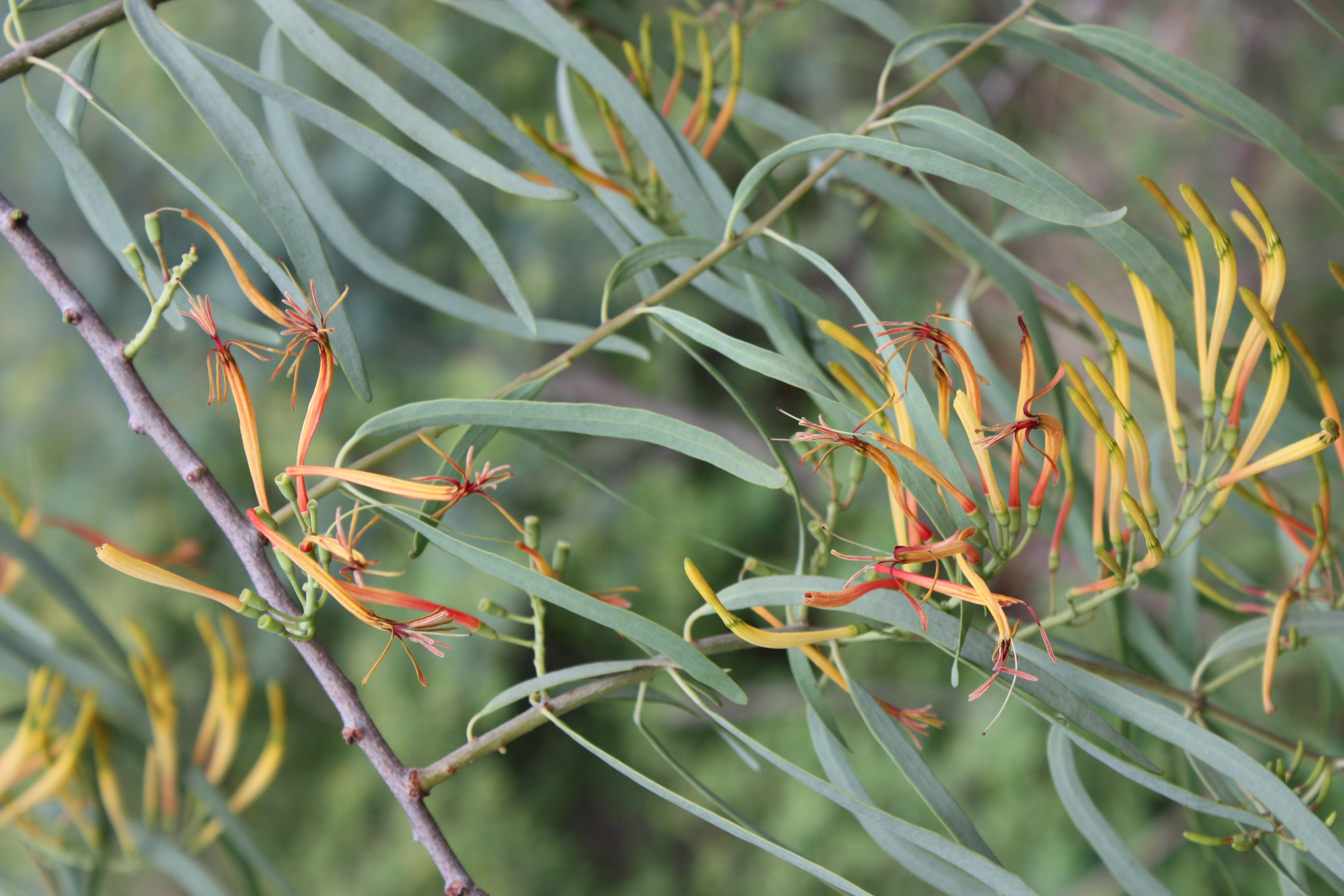 Herbarium JCB