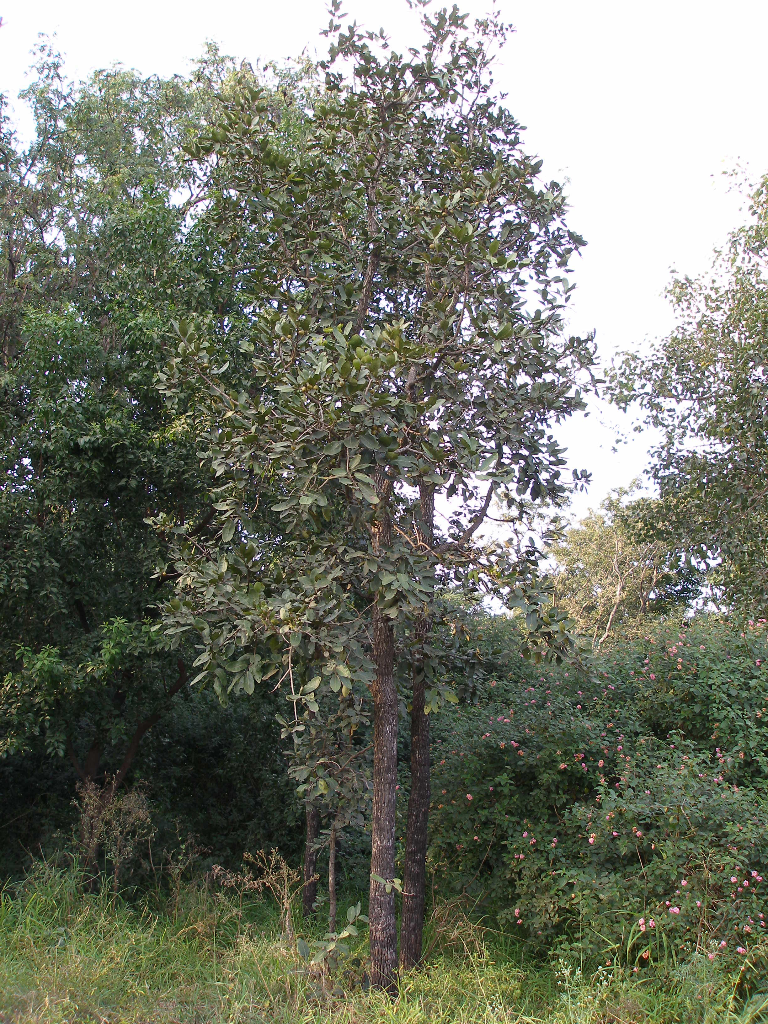 Herbarium JCB