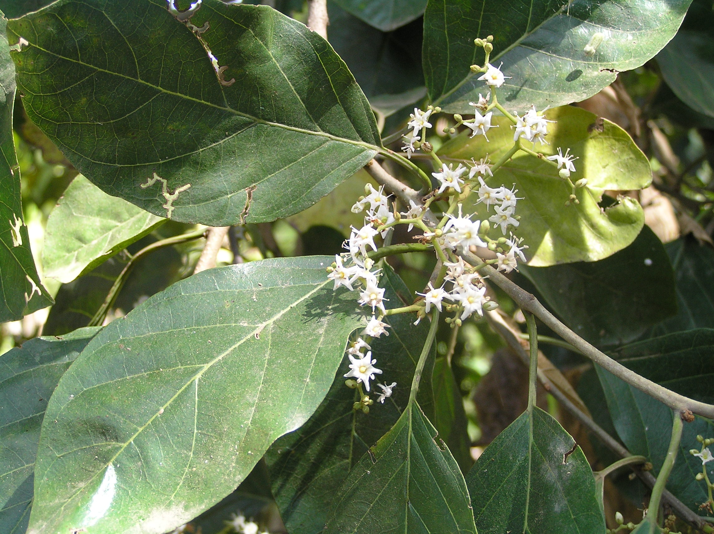 Herbarium JCB