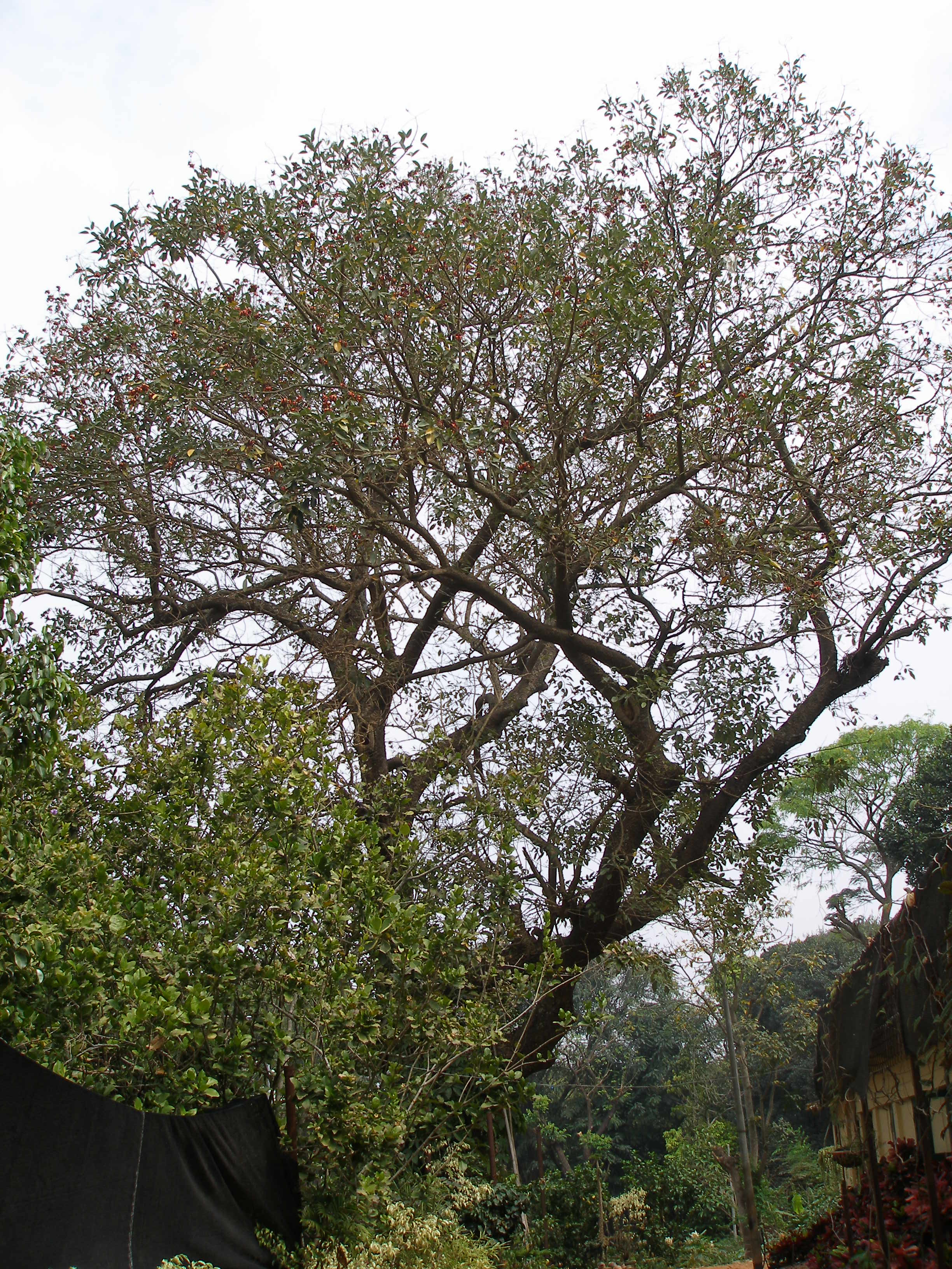 Herbarium JCB
