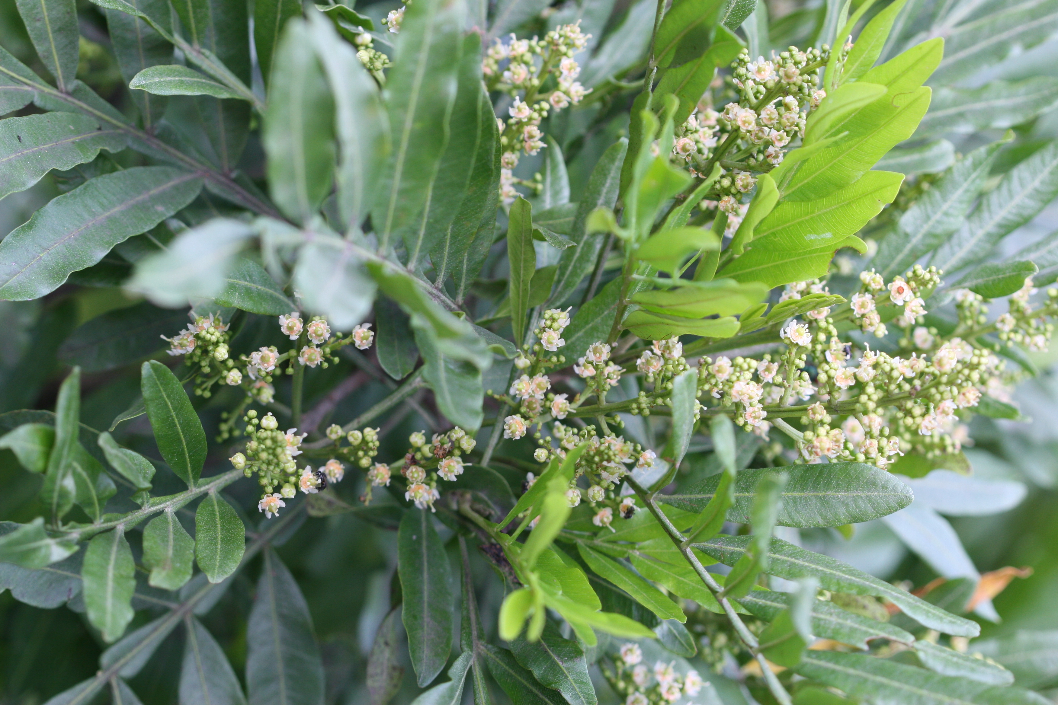 Herbarium JCB
