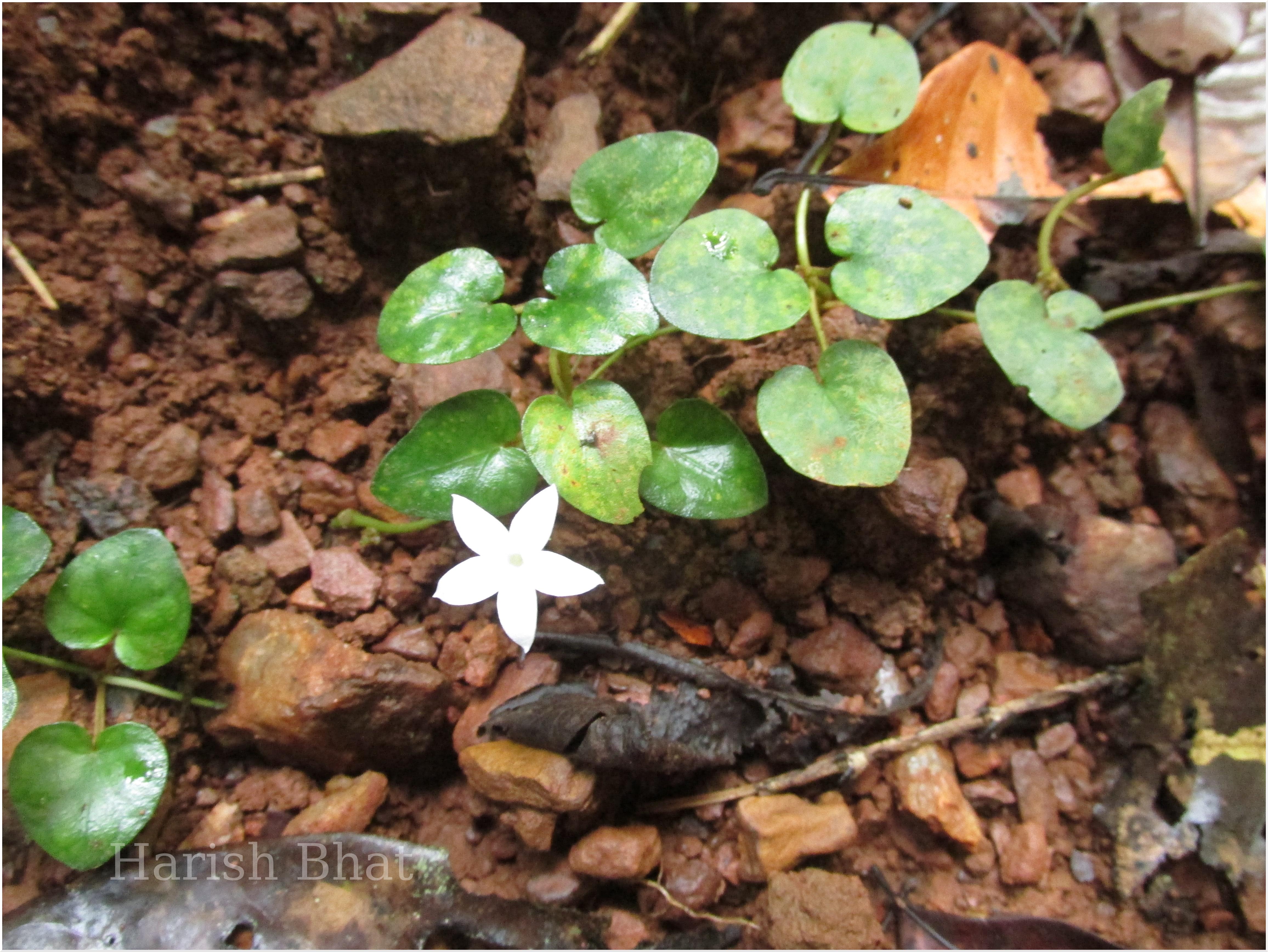 Herbarium JCB