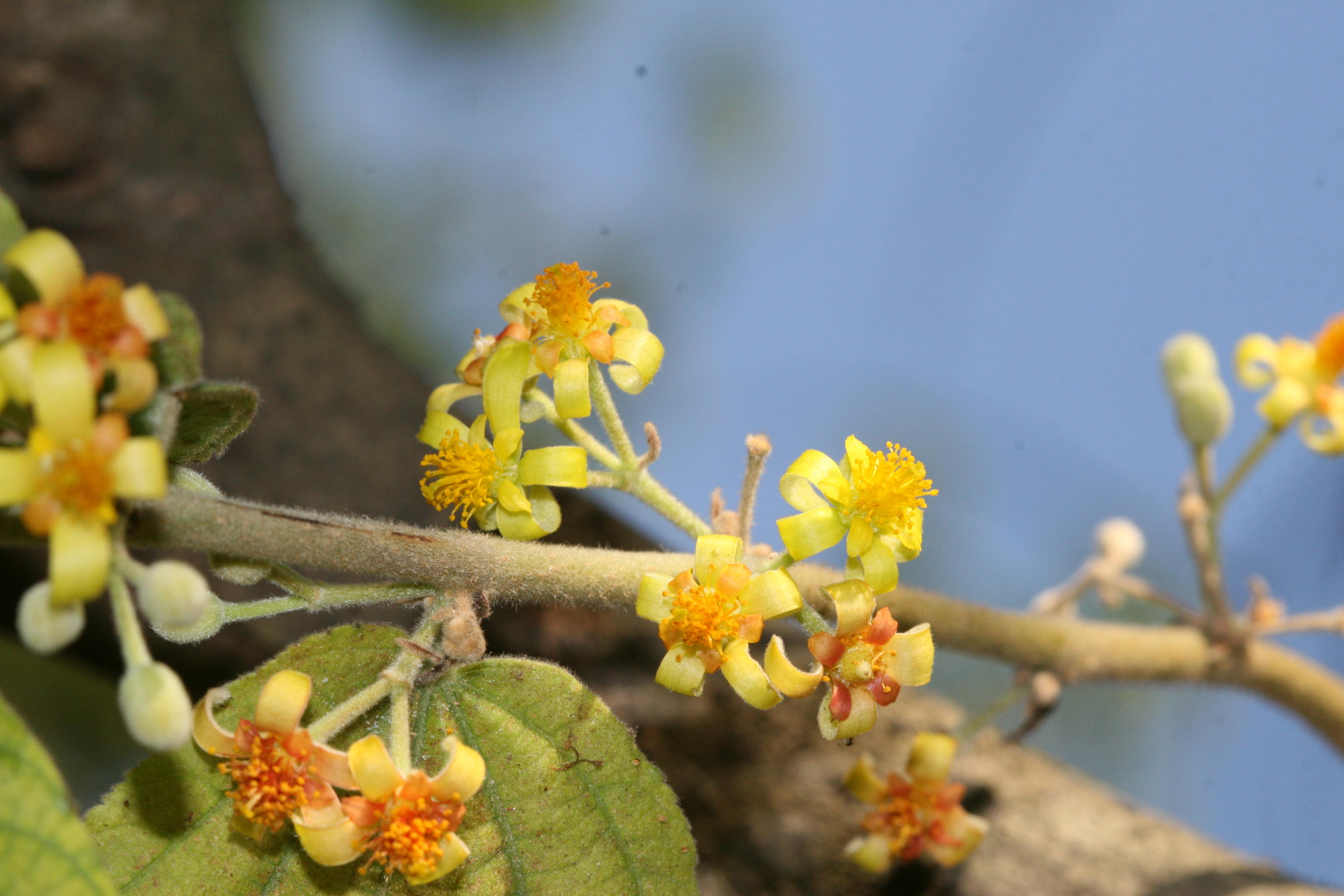 Herbarium JCB