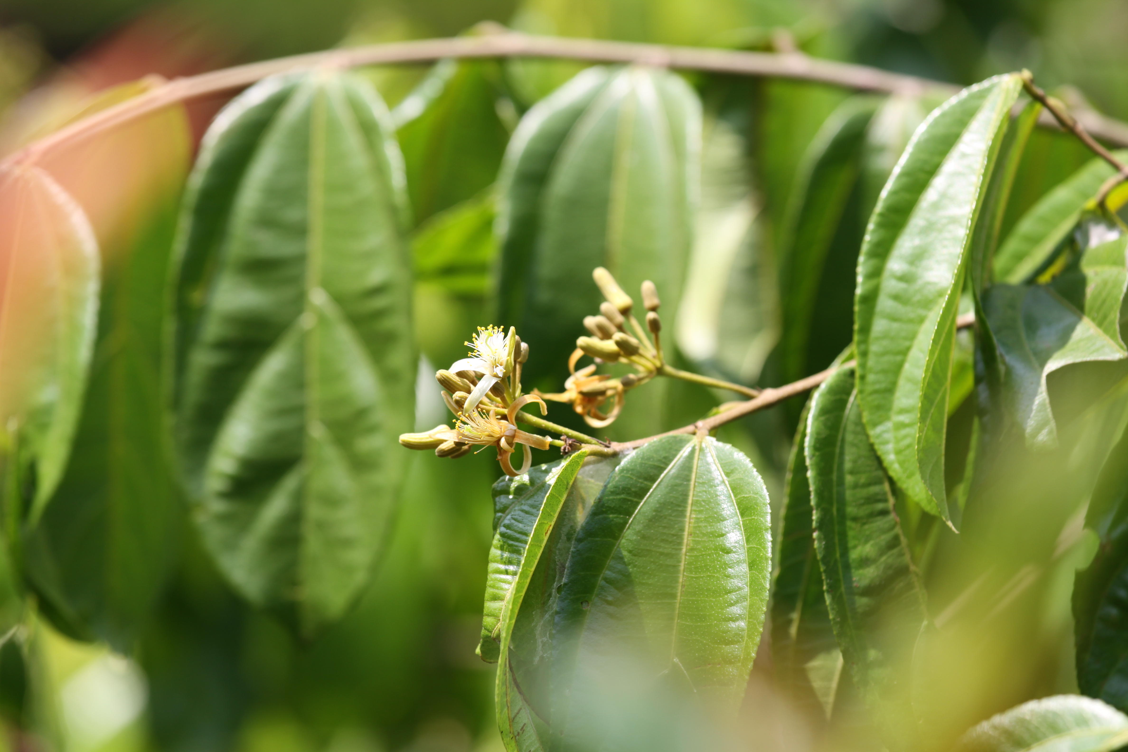Herbarium JCB