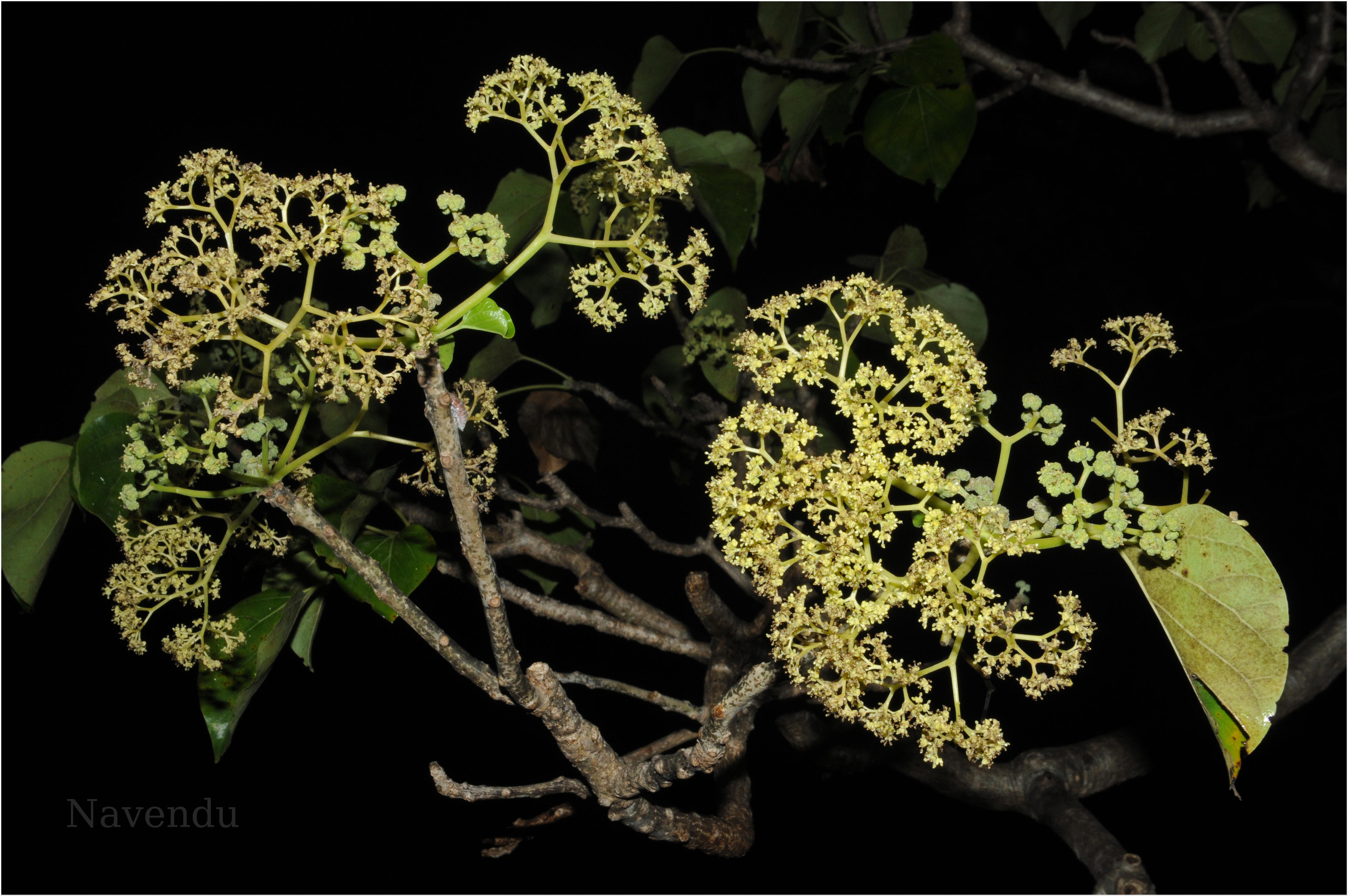 Herbarium JCB