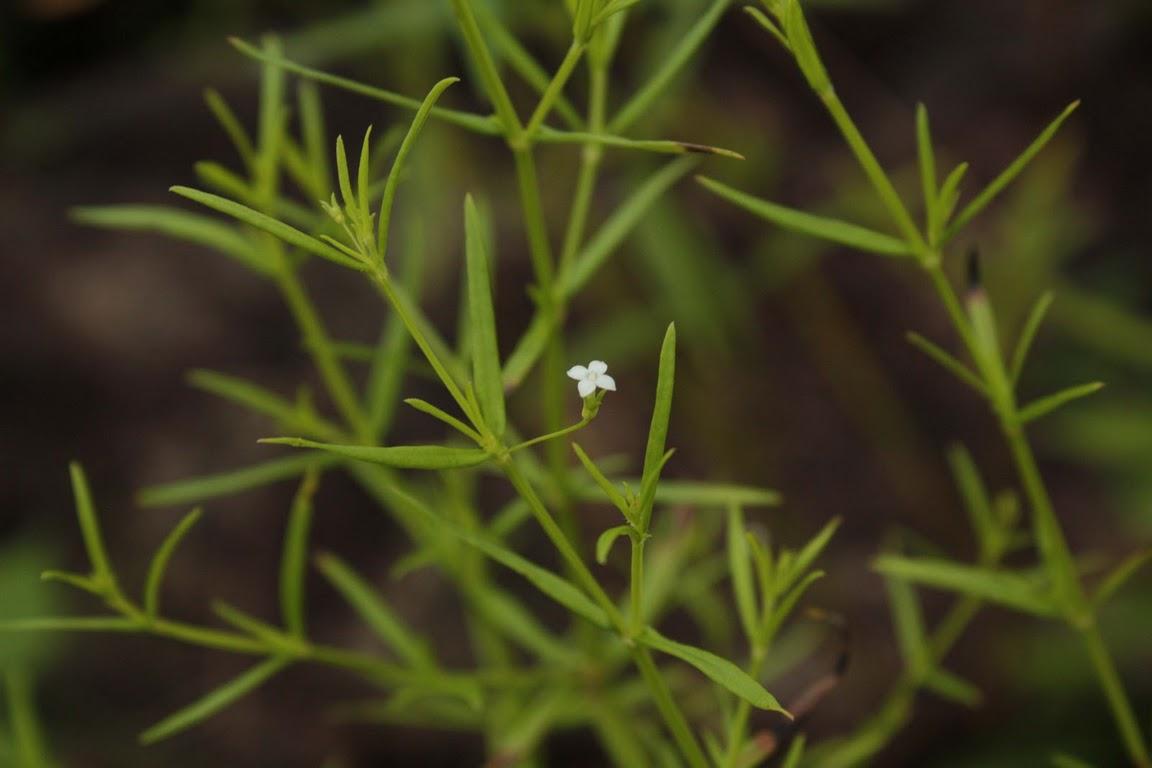 Herbarium JCB
