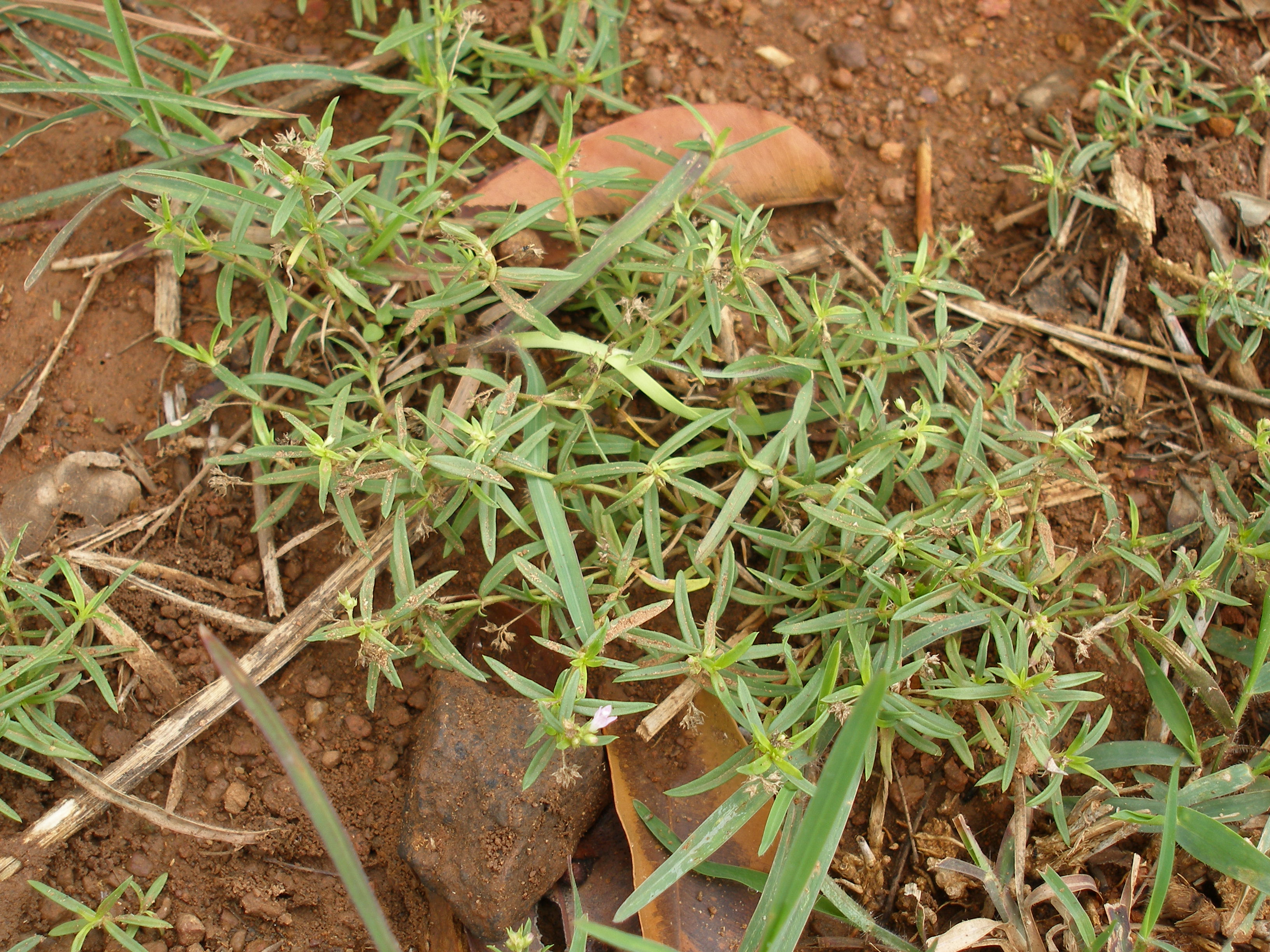 Herbarium JCB