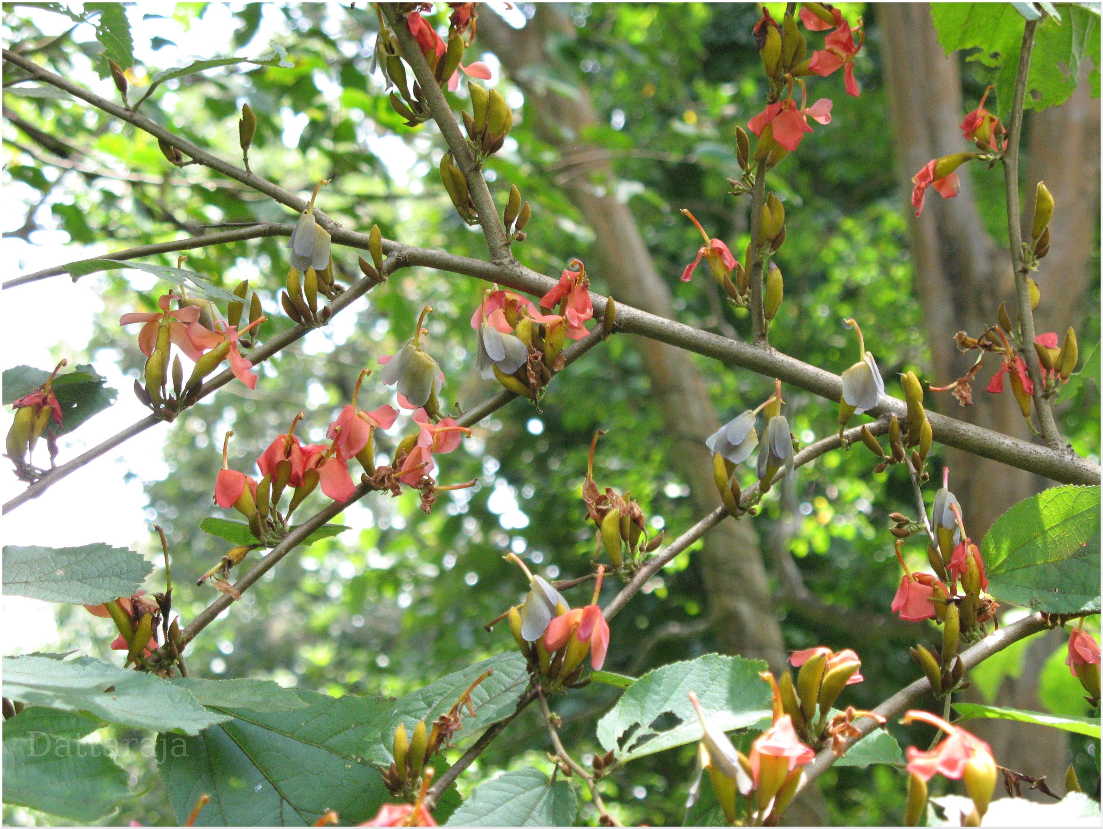 Herbarium JCB