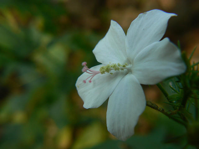Herbarium JCB