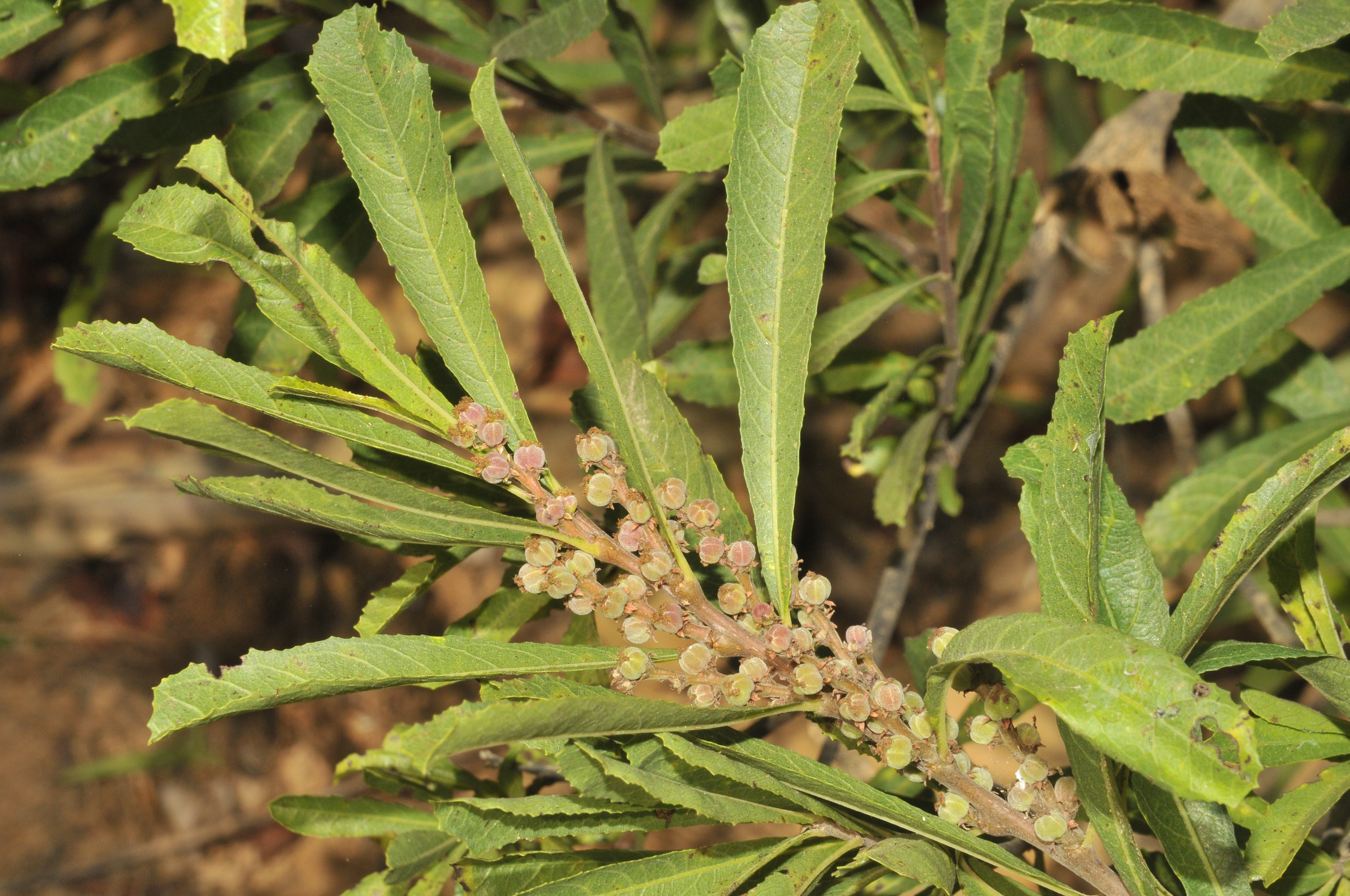 Herbarium JCB