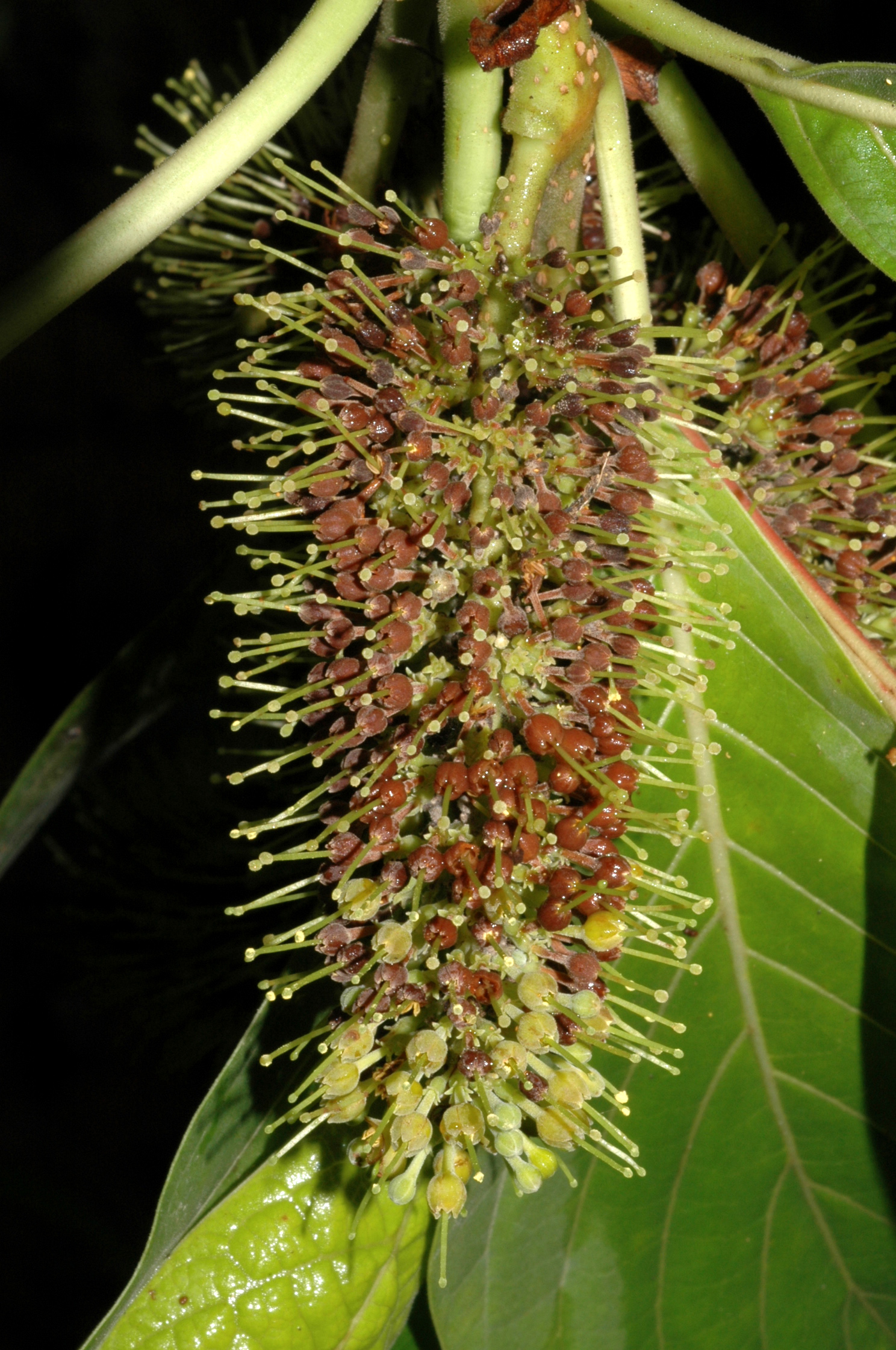 Herbarium JCB