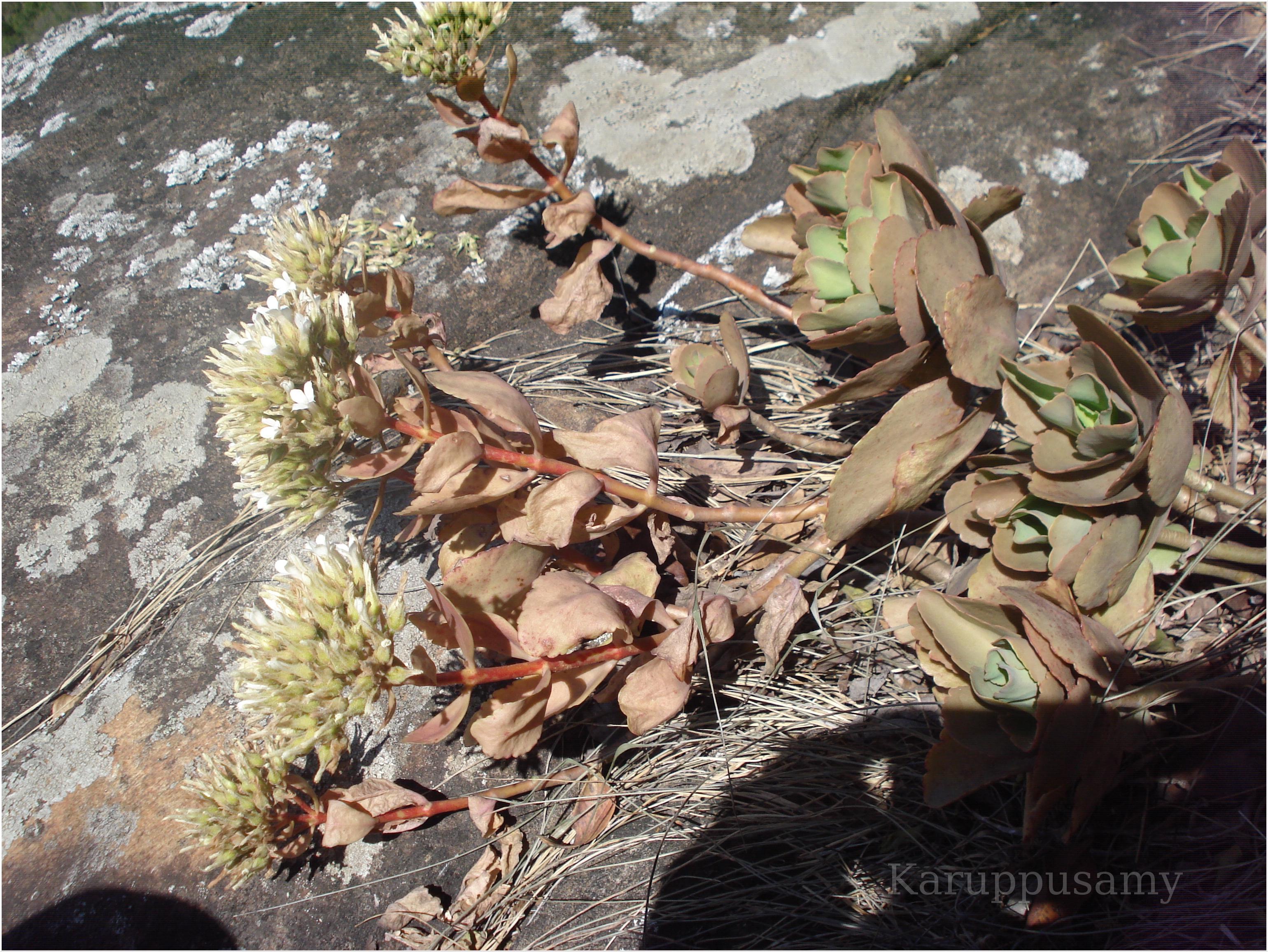 Herbarium JCB