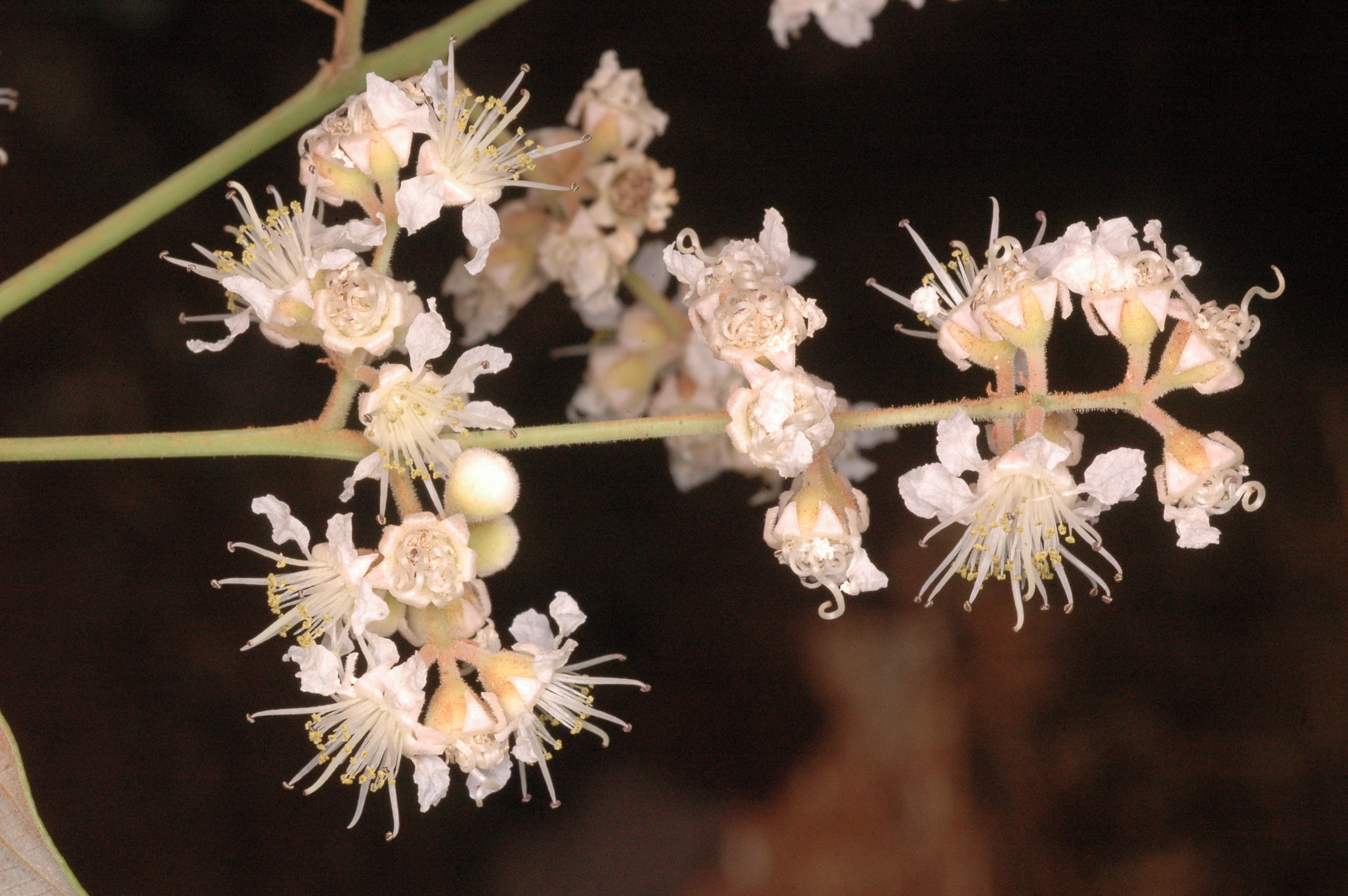 Herbarium JCB