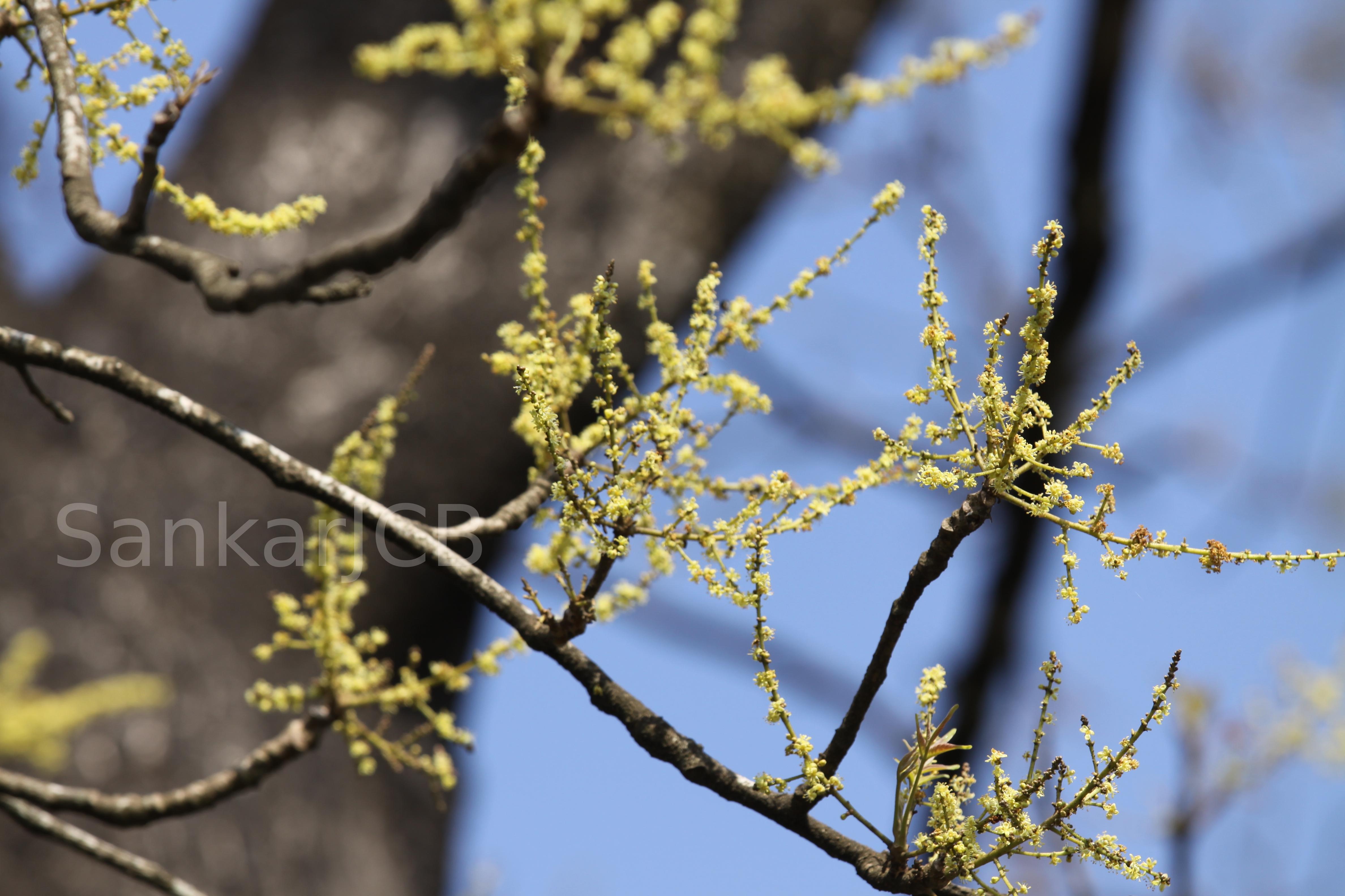 Herbarium JCB