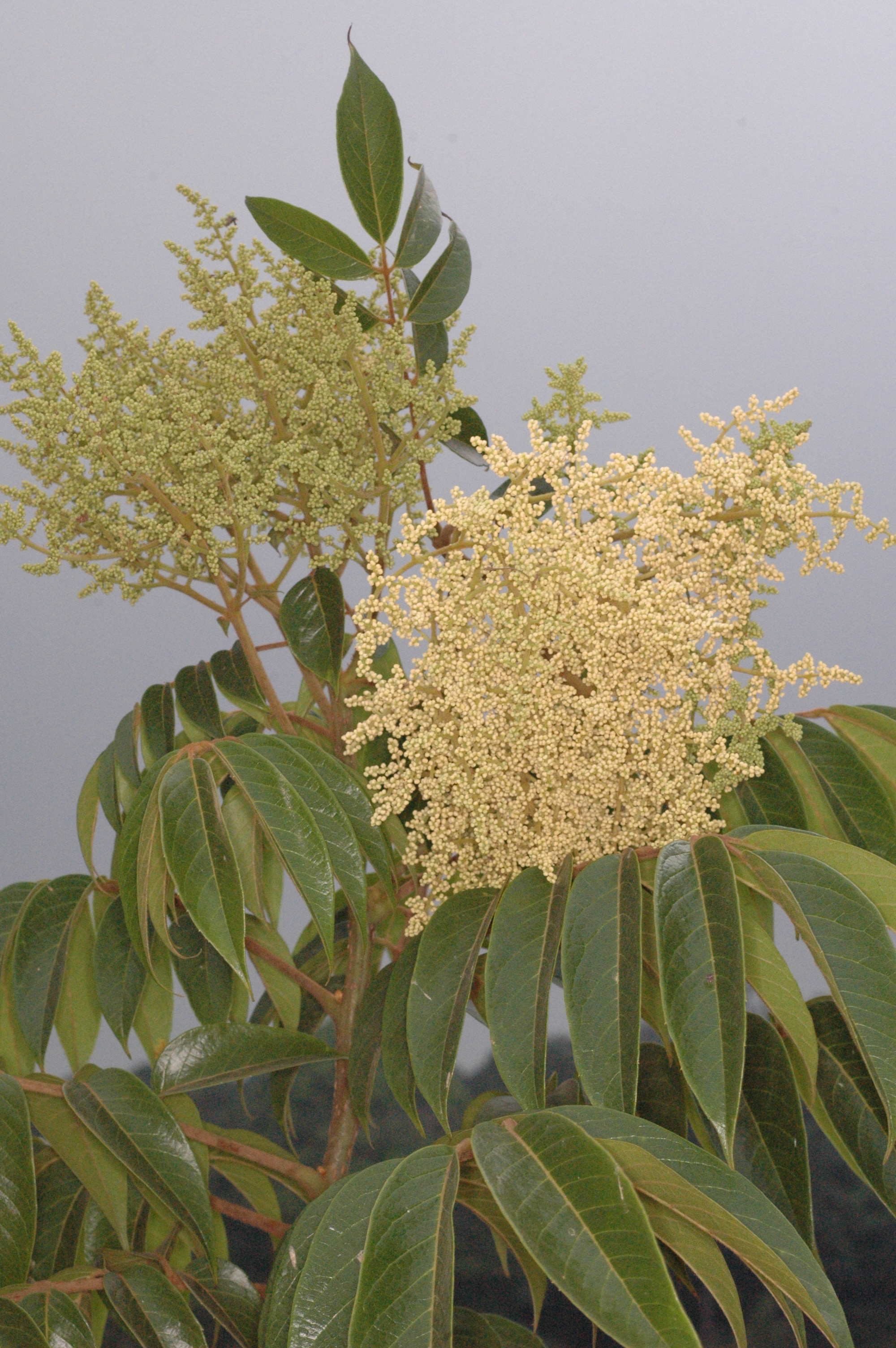 Herbarium JCB