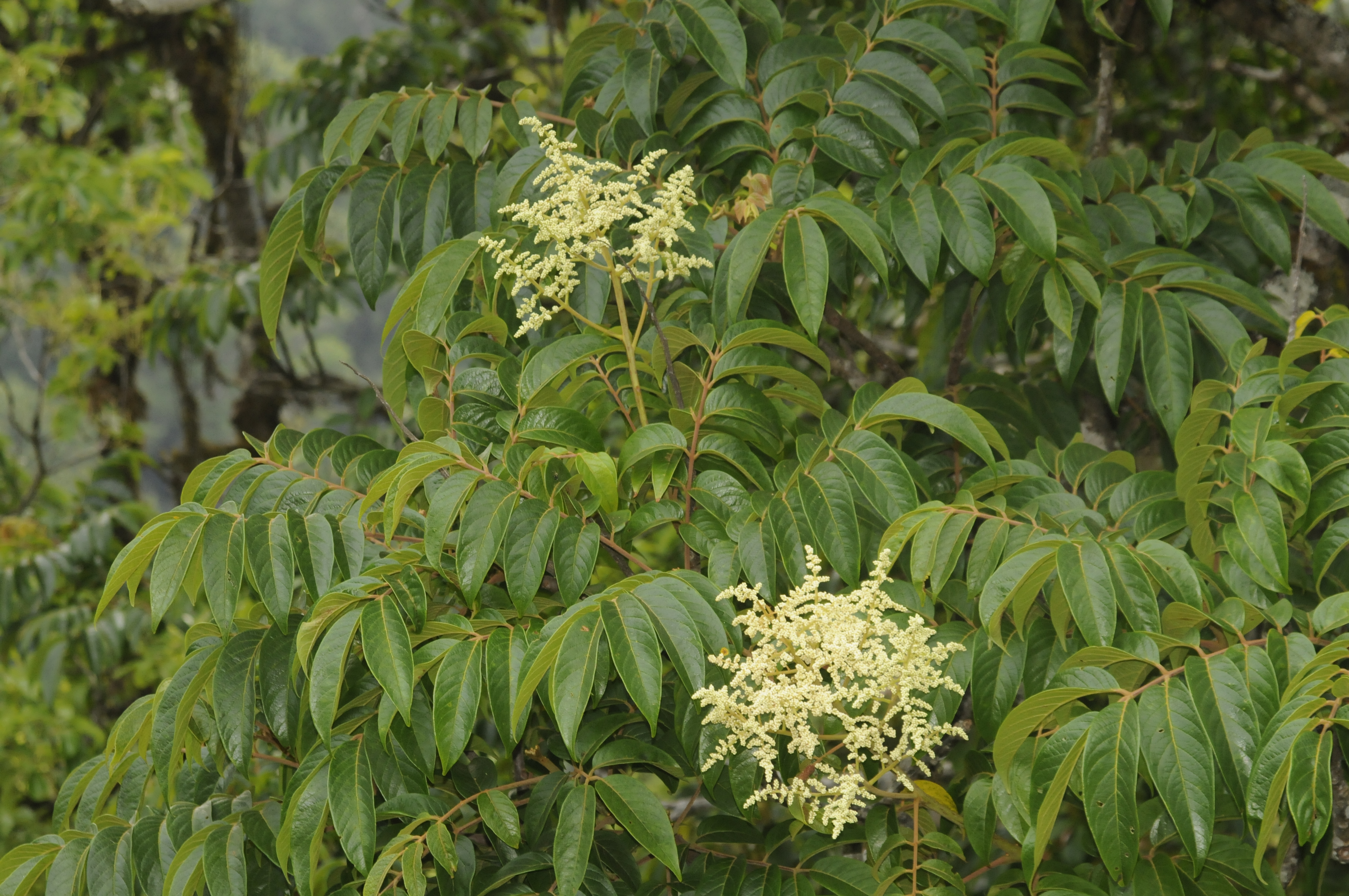 Herbarium JCB