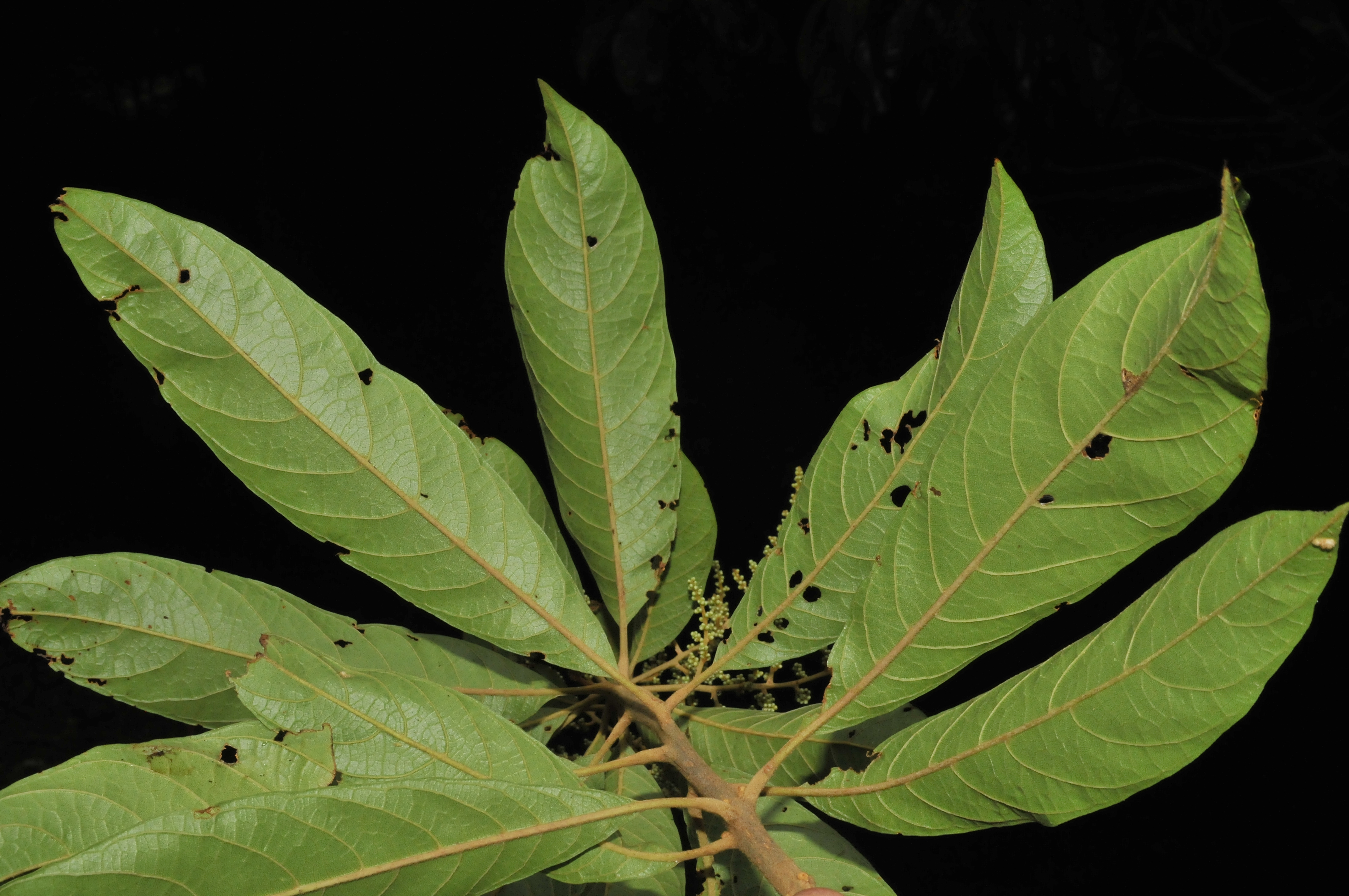 Herbarium JCB