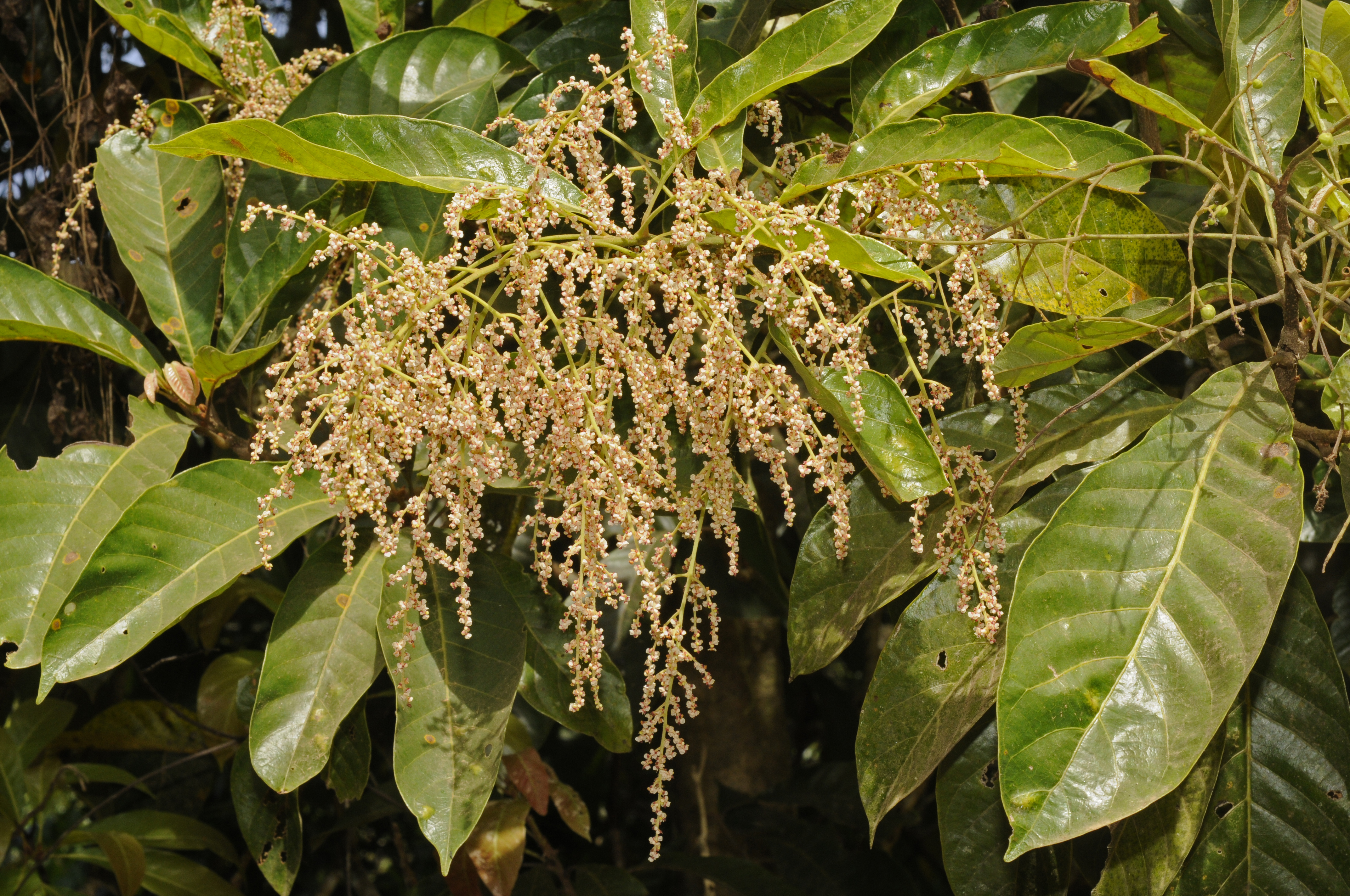 Herbarium JCB