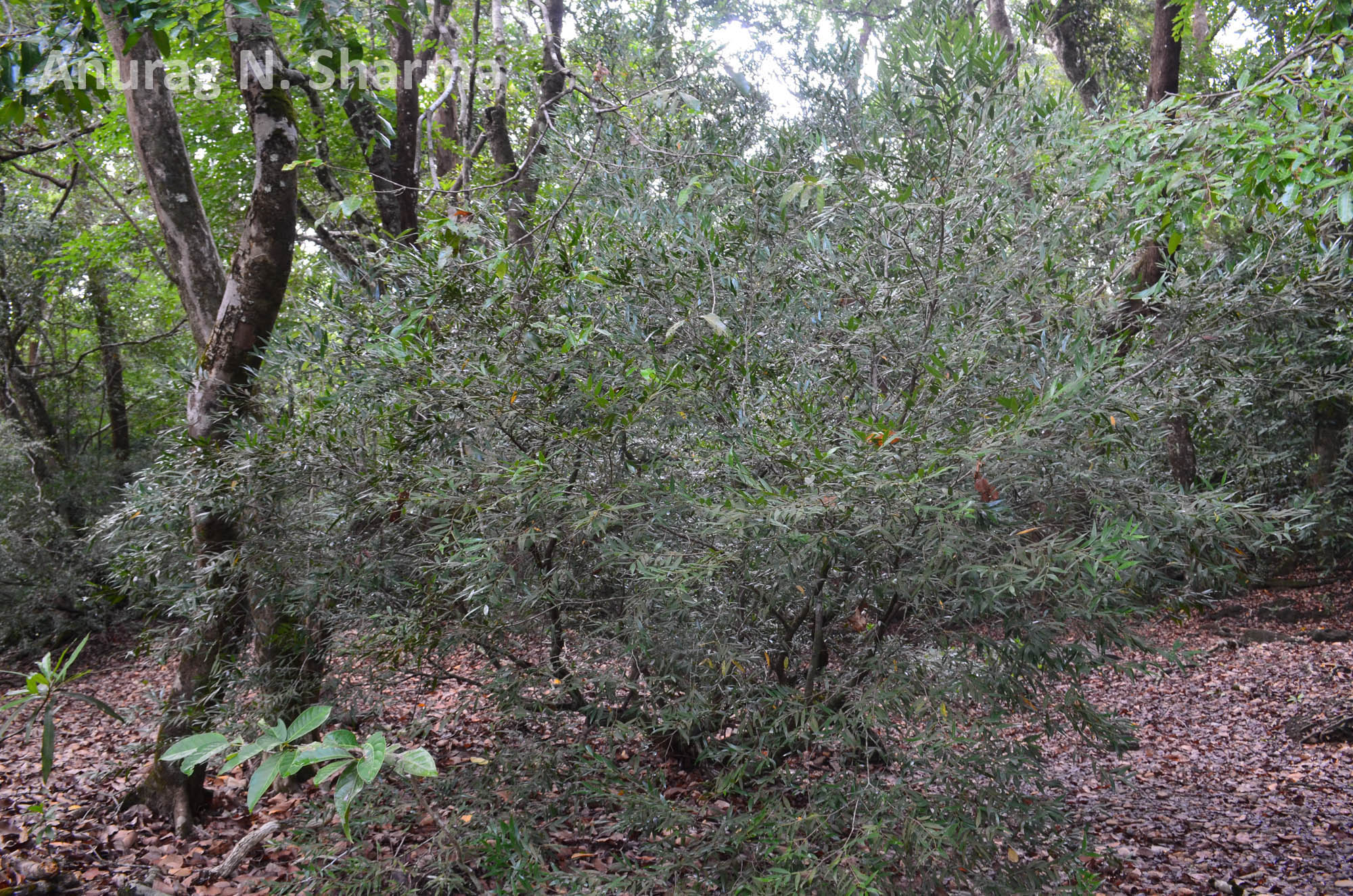 Herbarium JCB