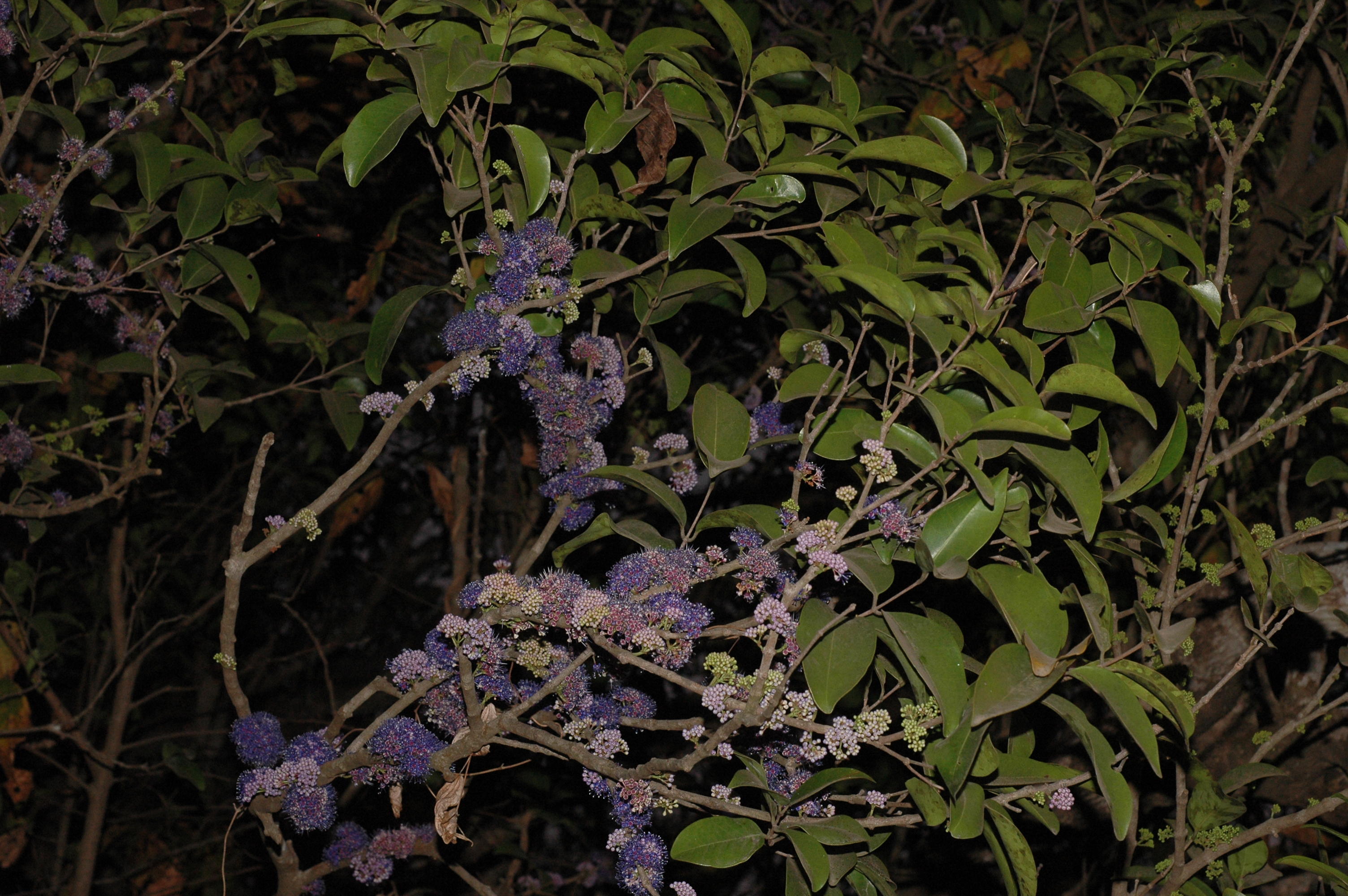 Herbarium JCB