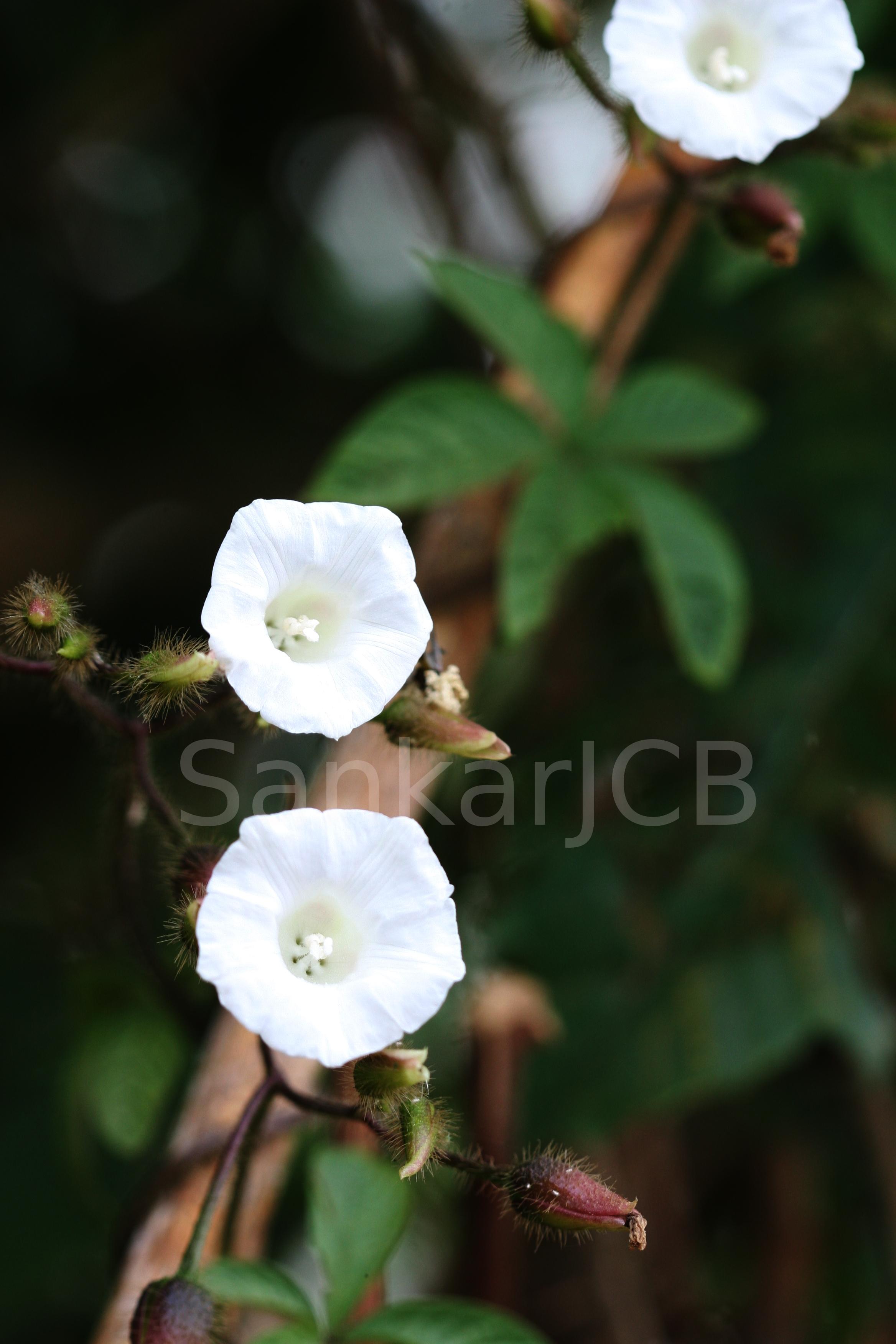 Herbarium JCB